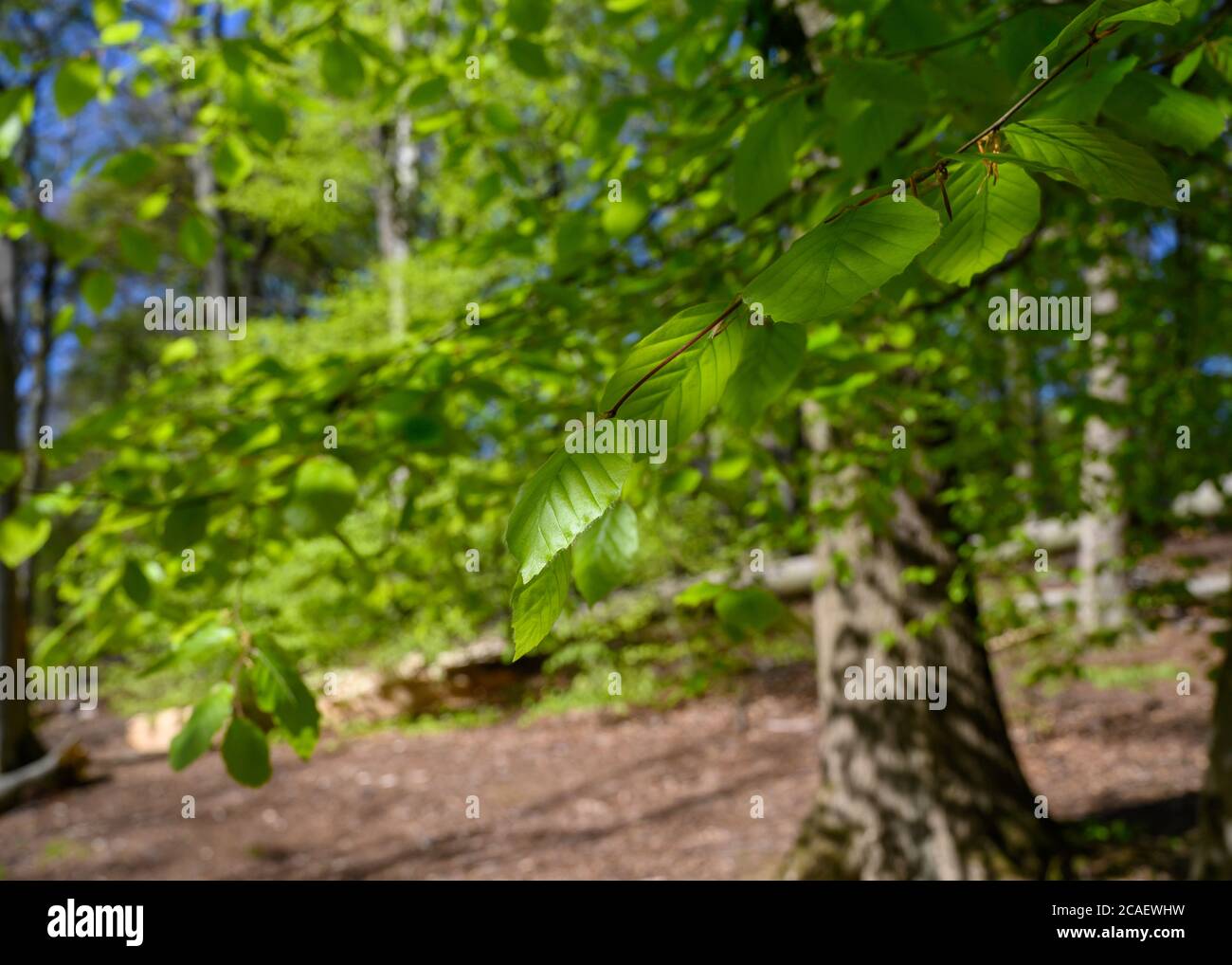 Worsley forest hi-res stock photography and images - Alamy