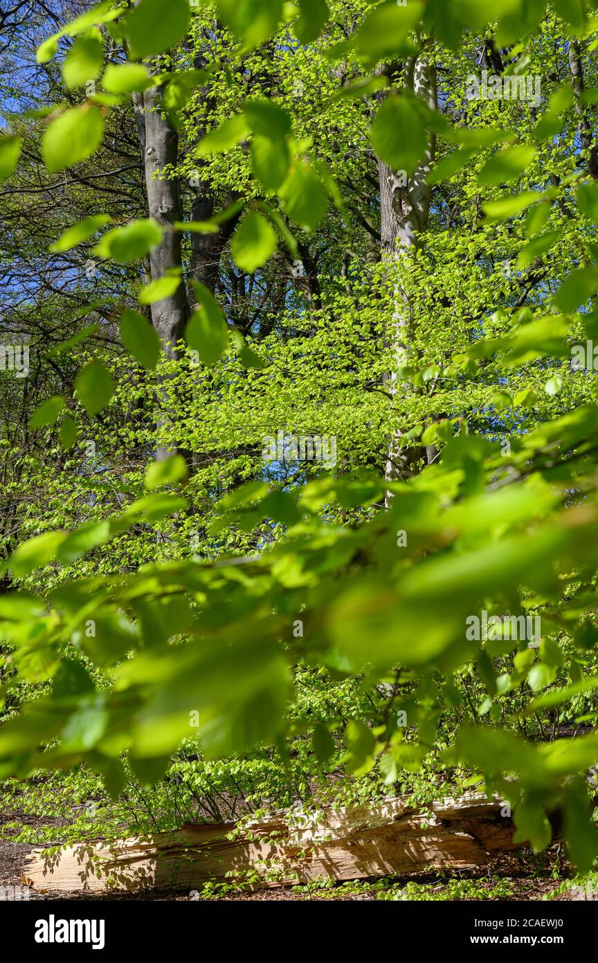 Worsley Woods, Worsley, Manchester Stock Photo - Alamy