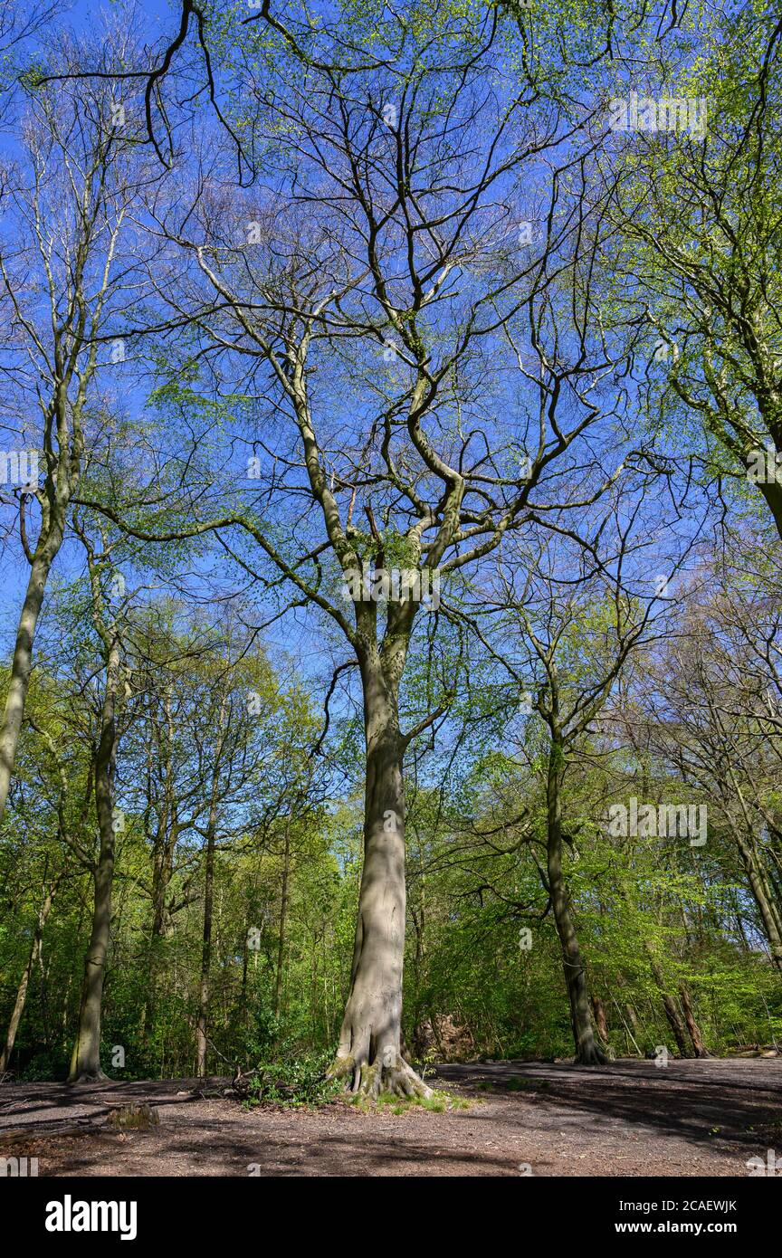 Worsley forest hi-res stock photography and images - Alamy