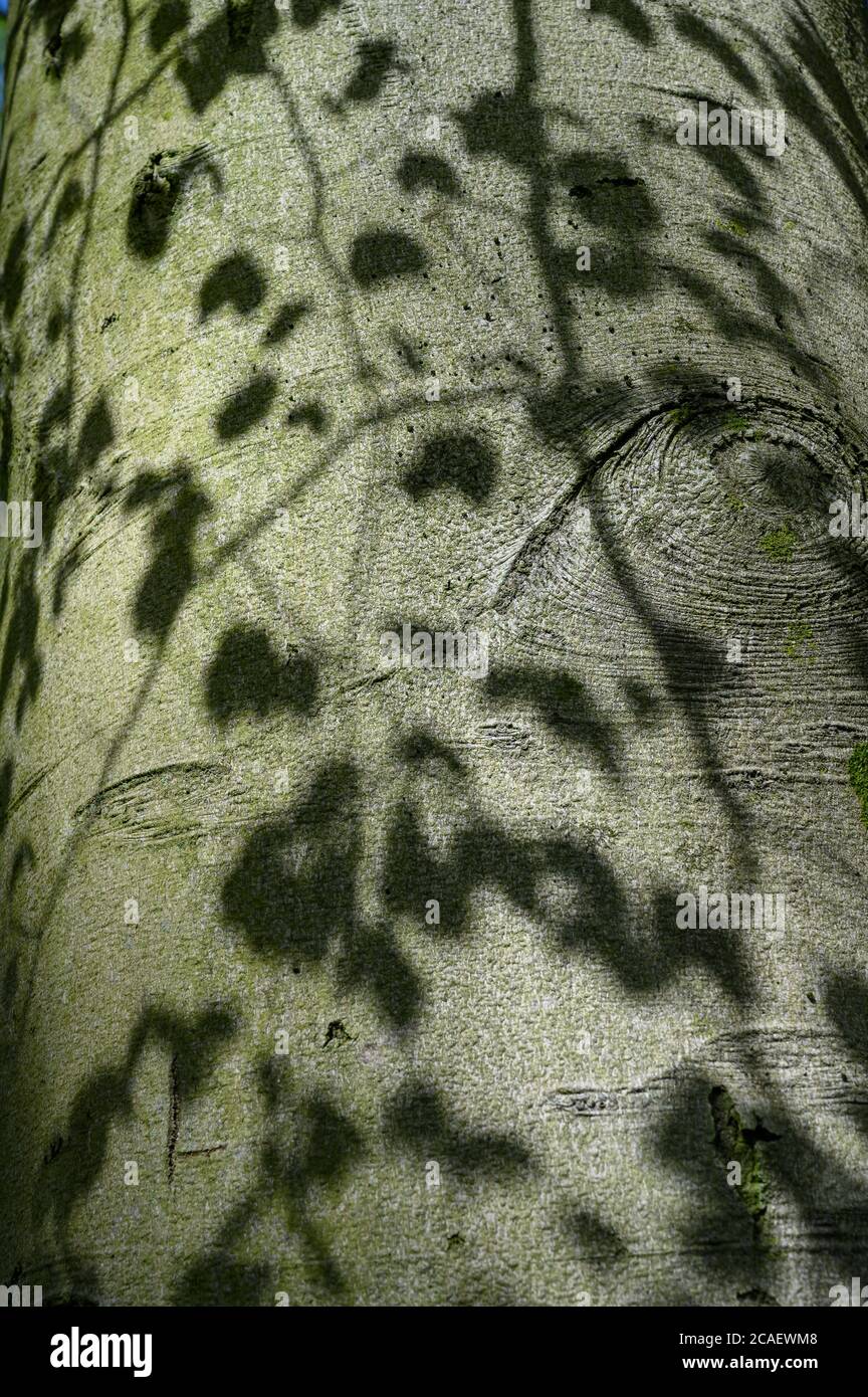 Worsley Woods, Worsley, Manchester Stock Photo - Alamy