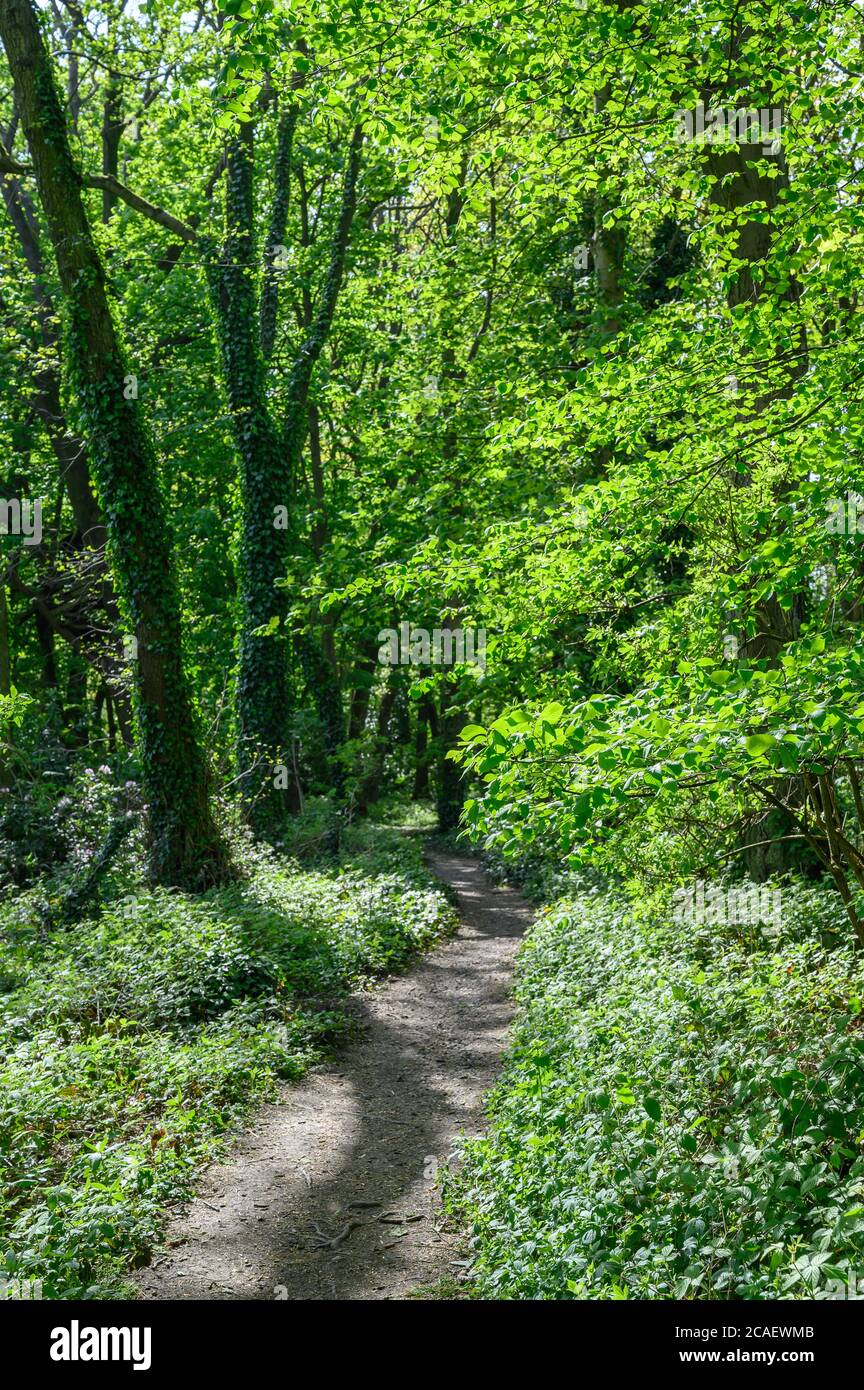 Worsley Woods, Worsley, Manchester Stock Photo - Alamy
