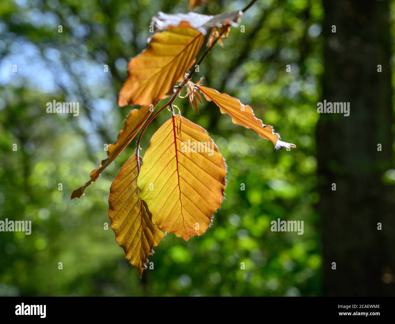Worsley forest hi-res stock photography and images - Alamy
