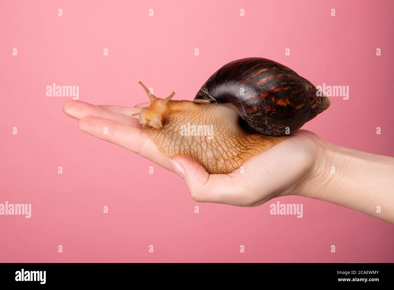 Snail couple hi-res stock photography and images - Alamy