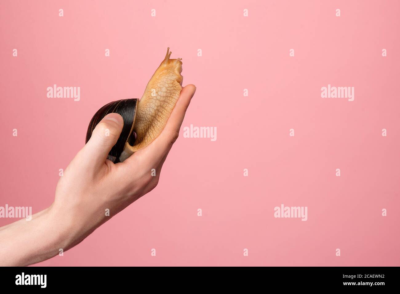 Snail couple hi-res stock photography and images - Alamy