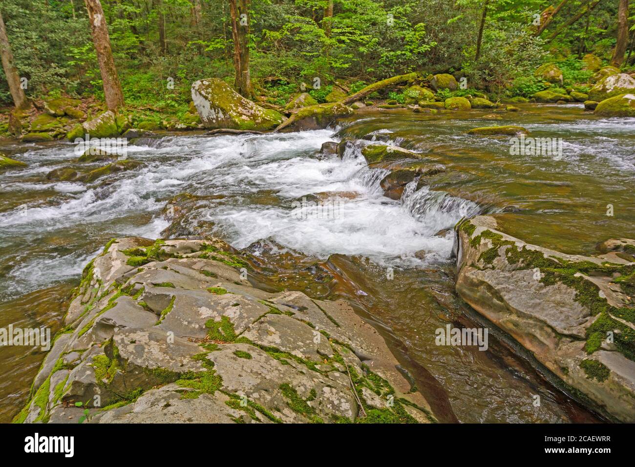 Springtime on a Big Creek in the Great Smoky Mountains in Tennessee ...