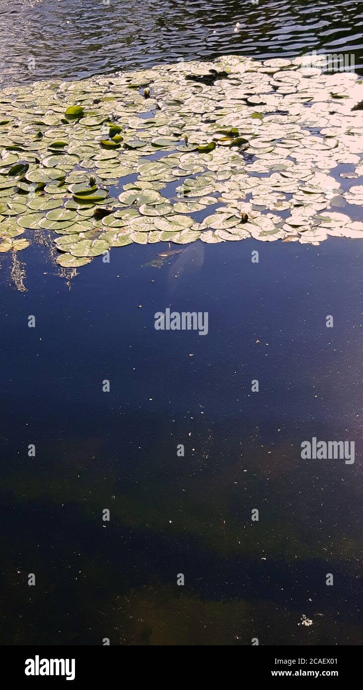 A large fishing rising to meet the surface of its water Stock Photo - Alamy