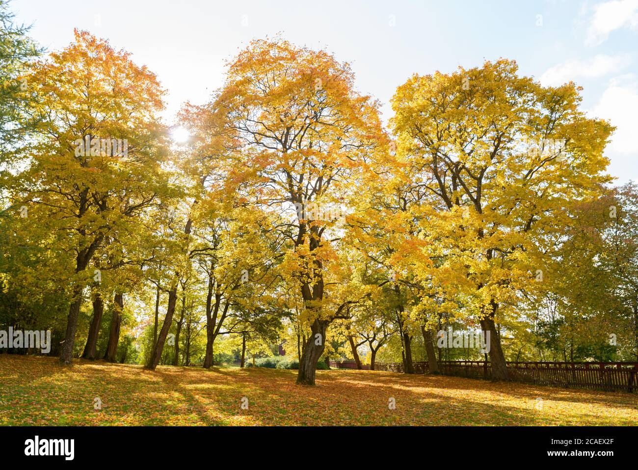 Beautiful landscape of tall autumn trees in the forest with sunlight ...