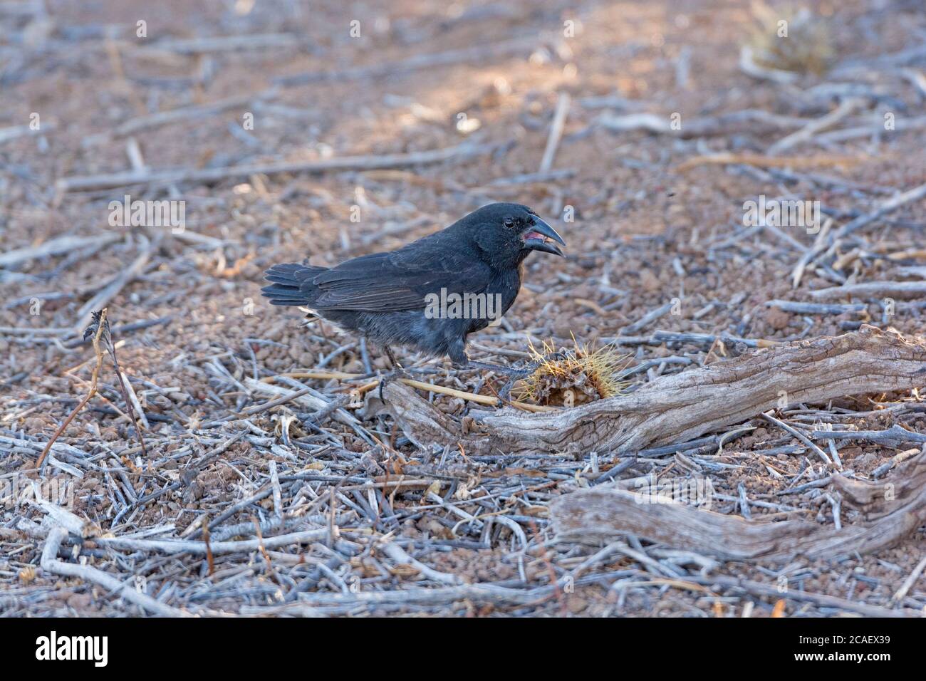Cactus Finch High Resolution Stock Photography and Images - Alamy