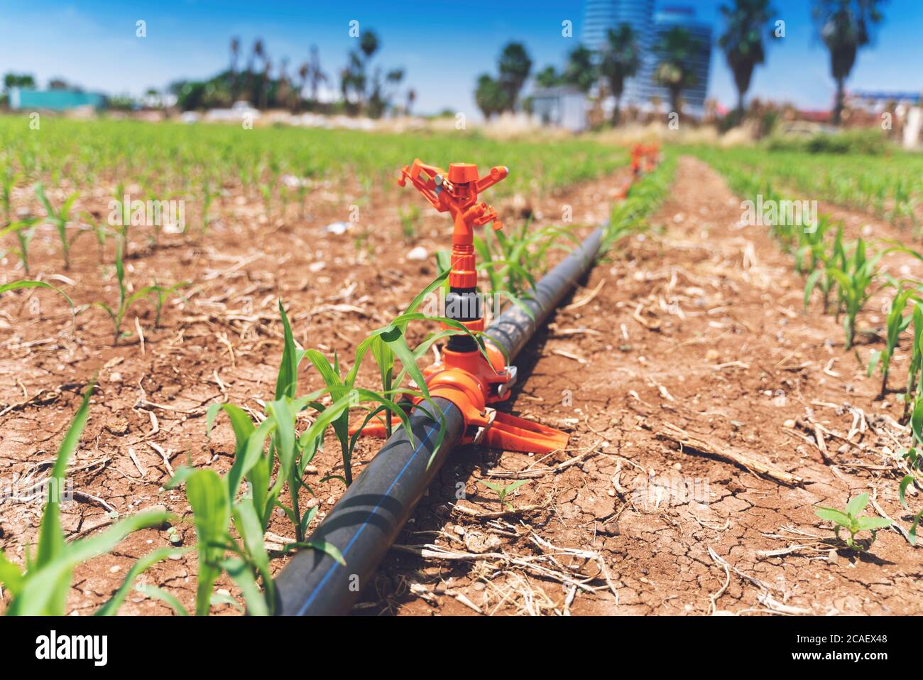 Corn field in spring with irrigation system for water supply Stock ...