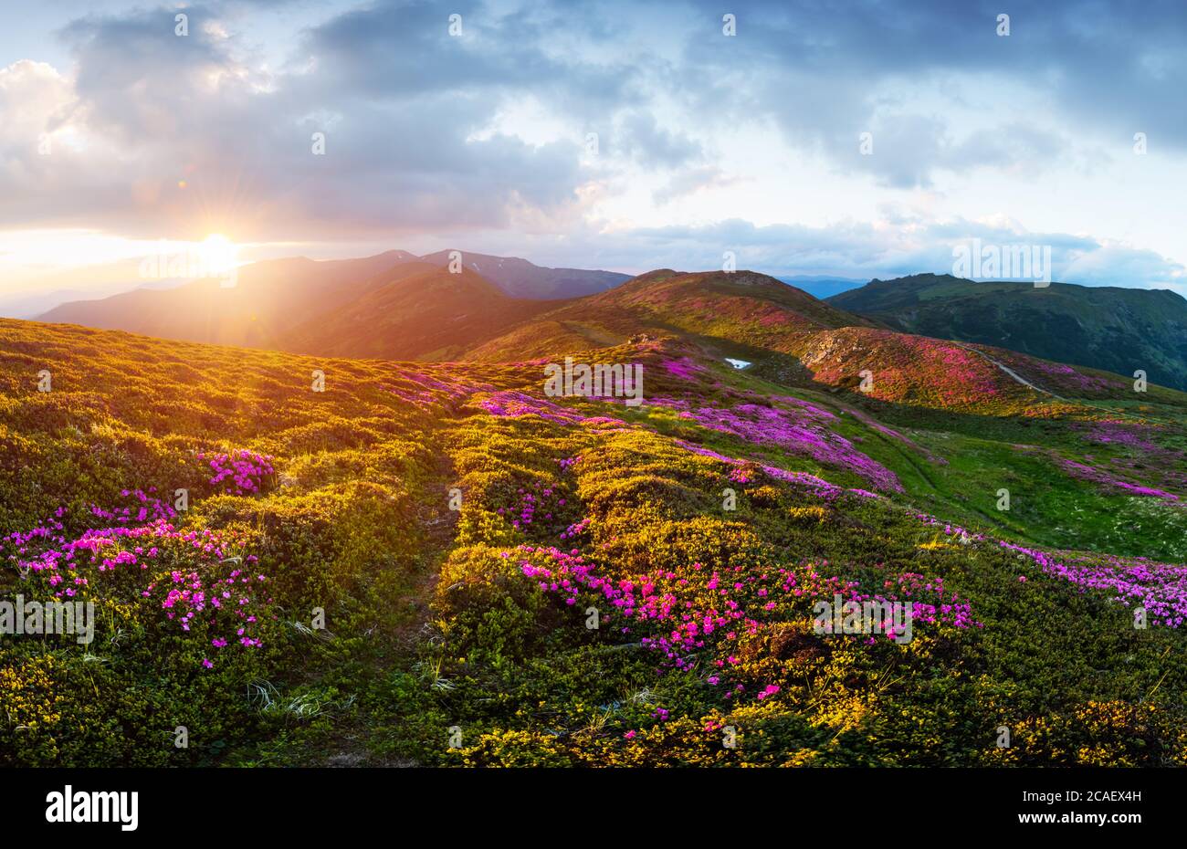 Rhododendron flowers covered mountains meadow in summer time. Purple ...