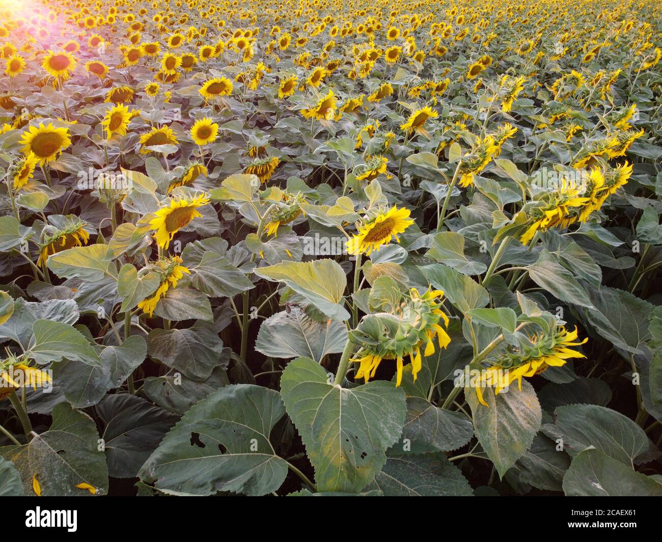 Top view of a sunflower field. Blooming sunflowers and evening sun at ...