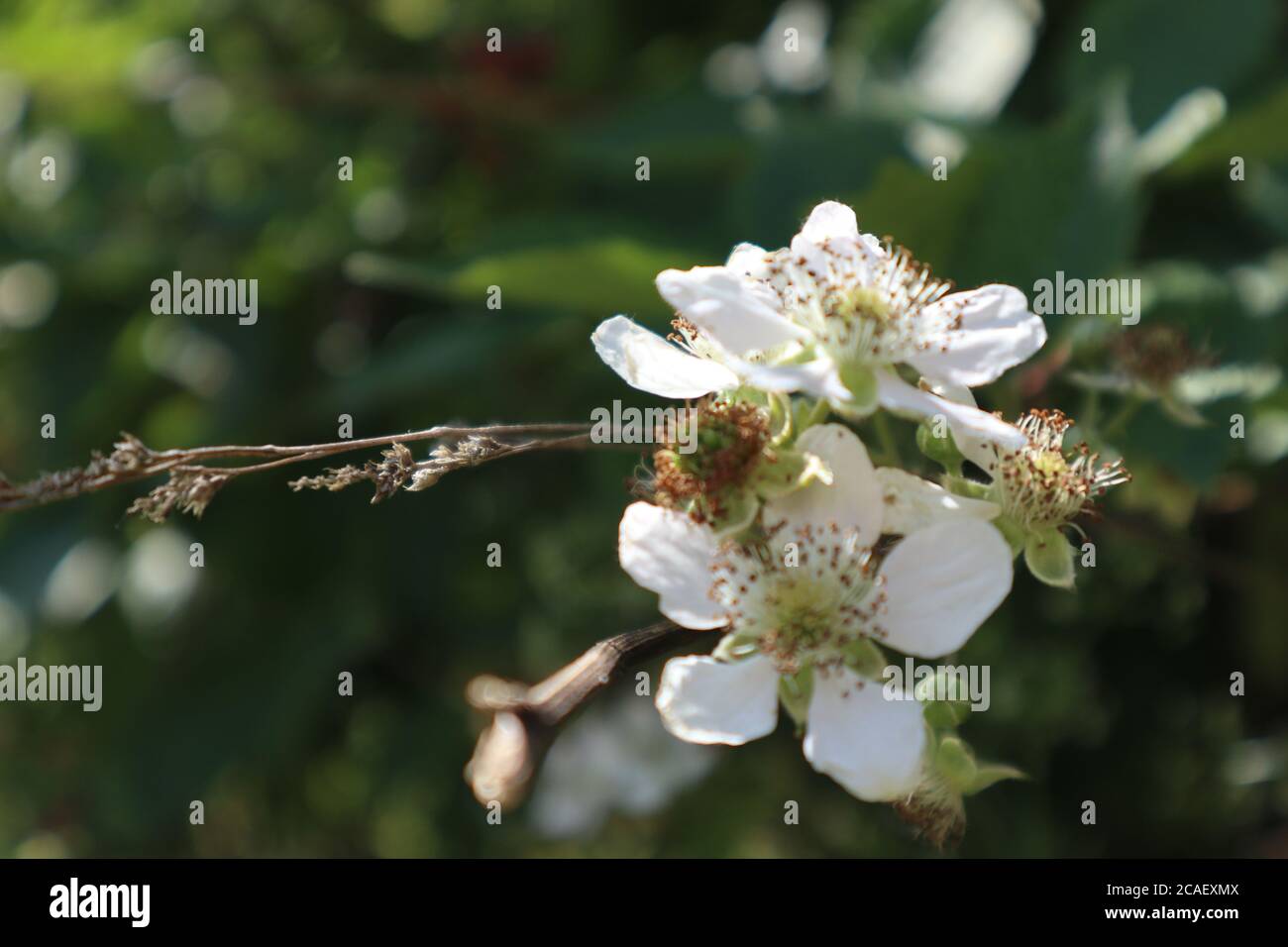 Blackberry first leaves in spring hi-res stock photography and images ...