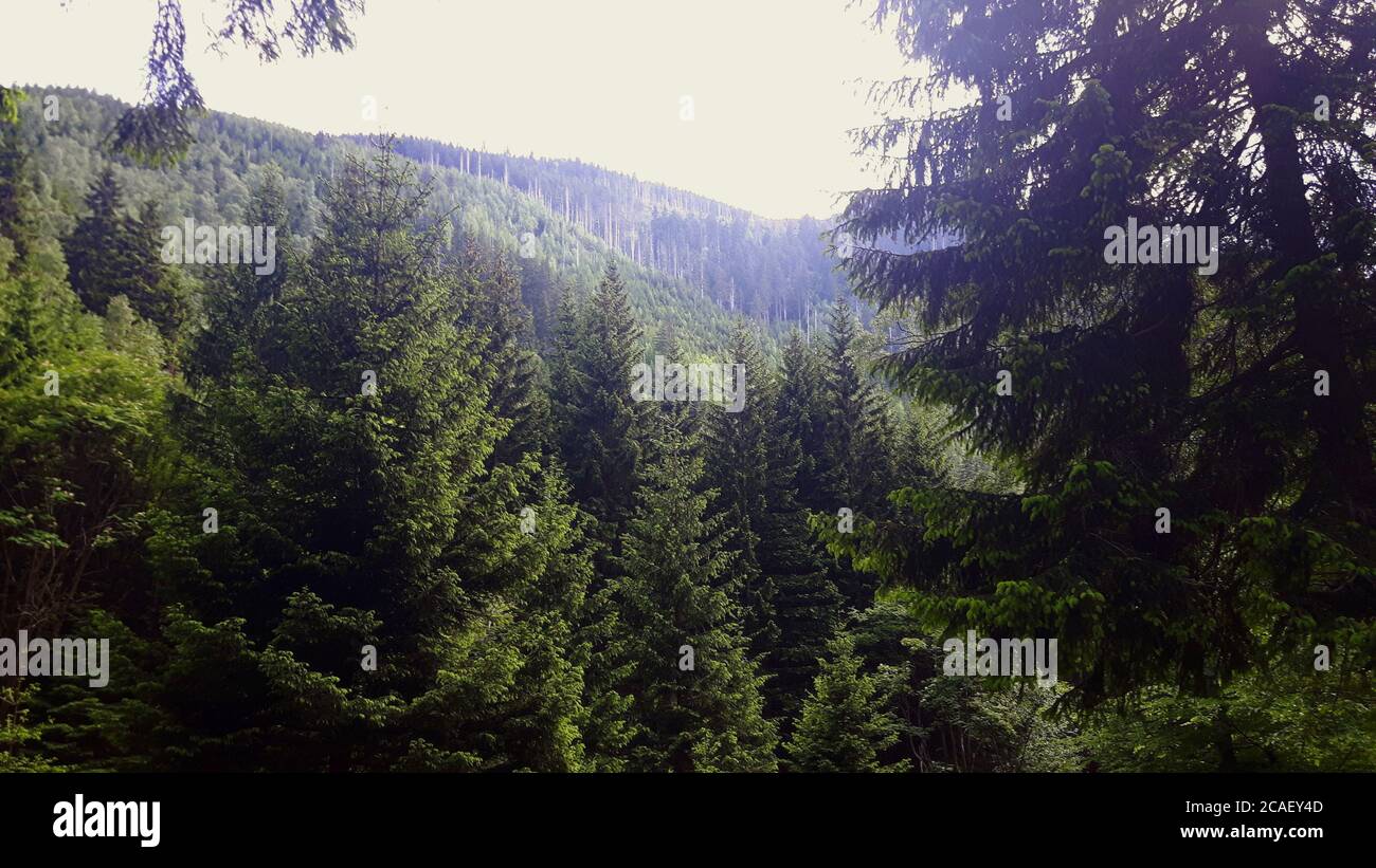 A precious scenery of an enormous pine tree forest, stretching on the ...