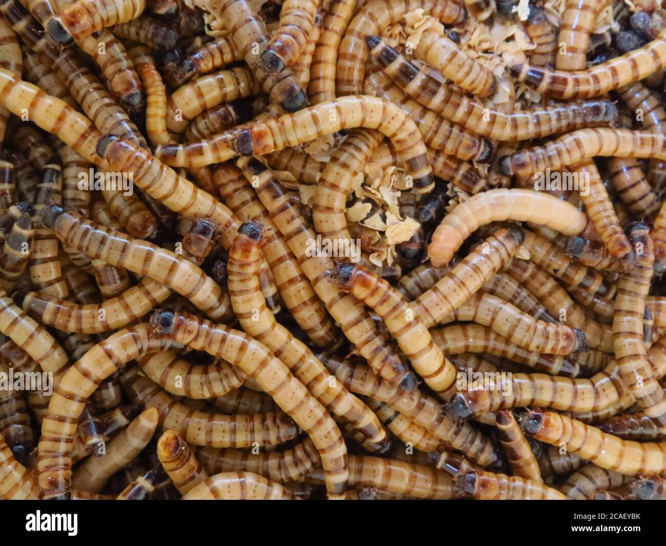 Superworms hi-res stock photography and images - Alamy