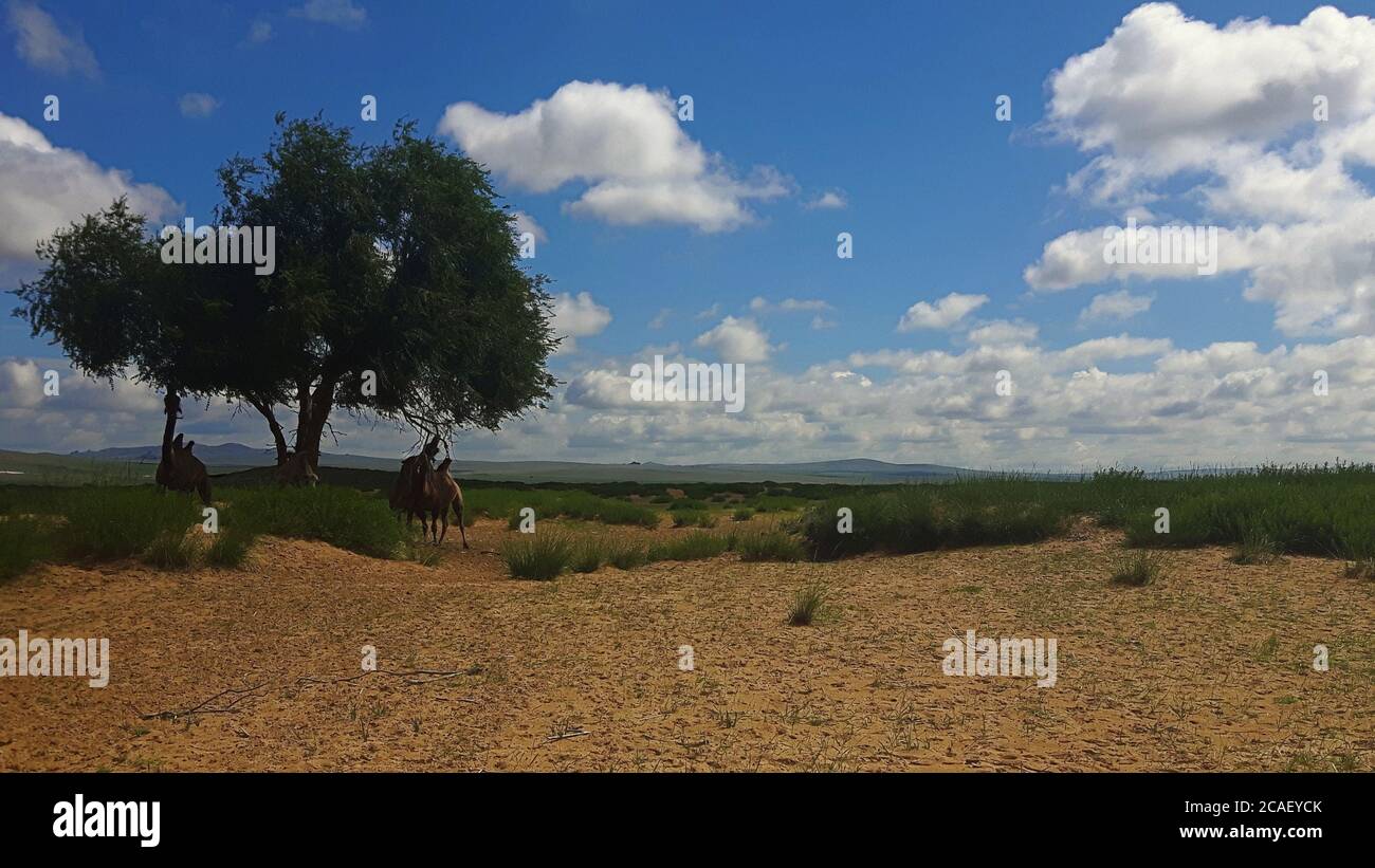 Three camels eating straight from a tree with another eating from a ...
