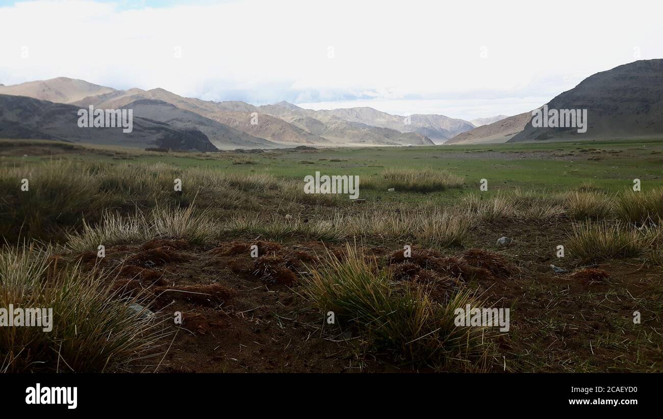 Grassy steppe hi-res stock photography and images - Alamy