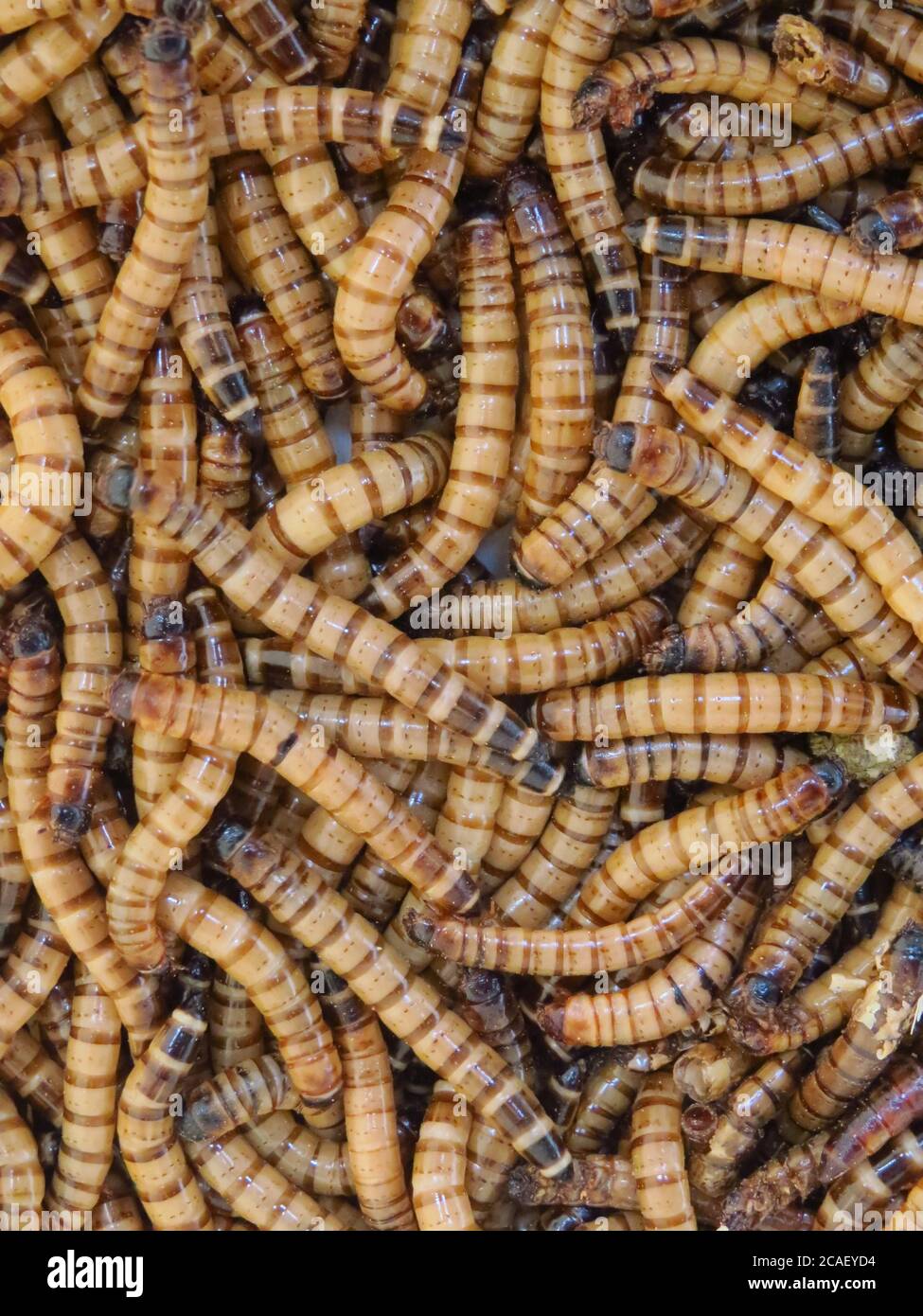 Superworms hi-res stock photography and images - Alamy