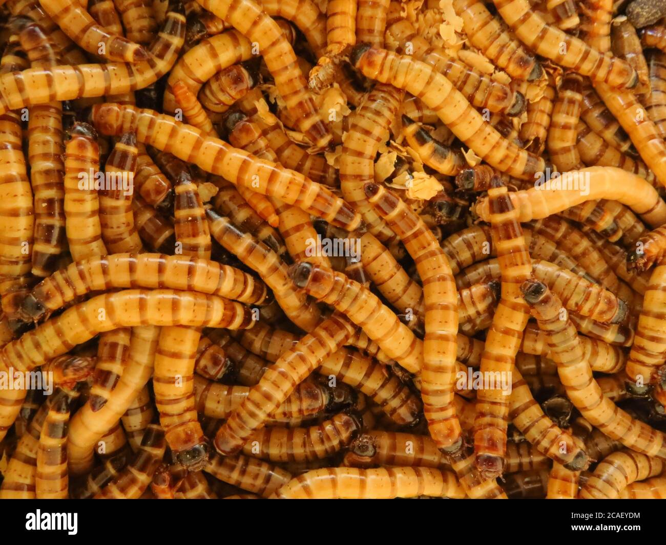 Superworms hi-res stock photography and images - Alamy