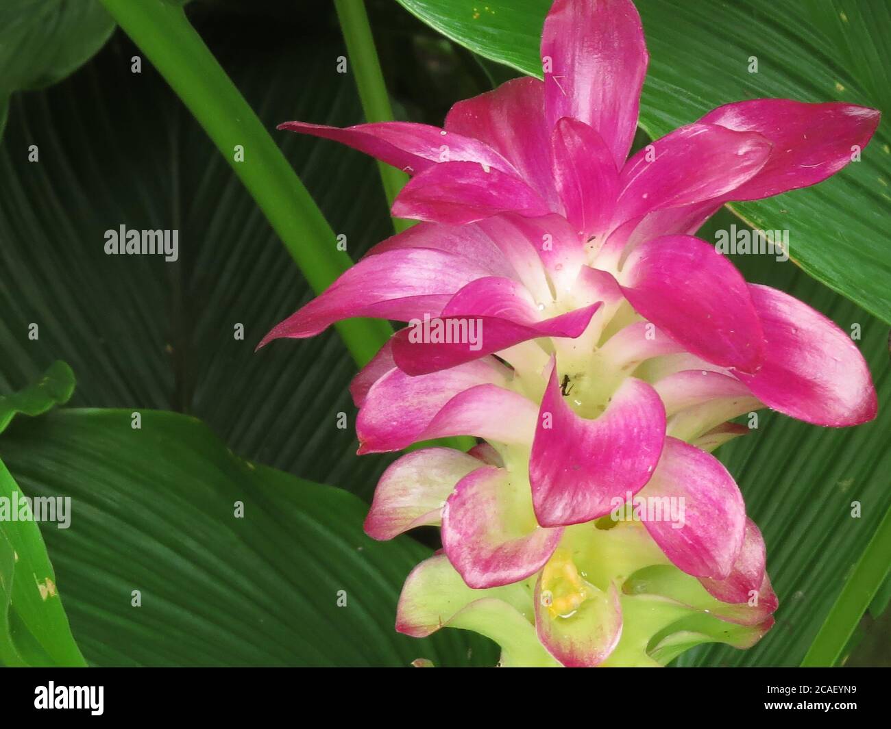 Closeup shot of a cute Cattleya orchid under the sunlight Stock Photo ...
