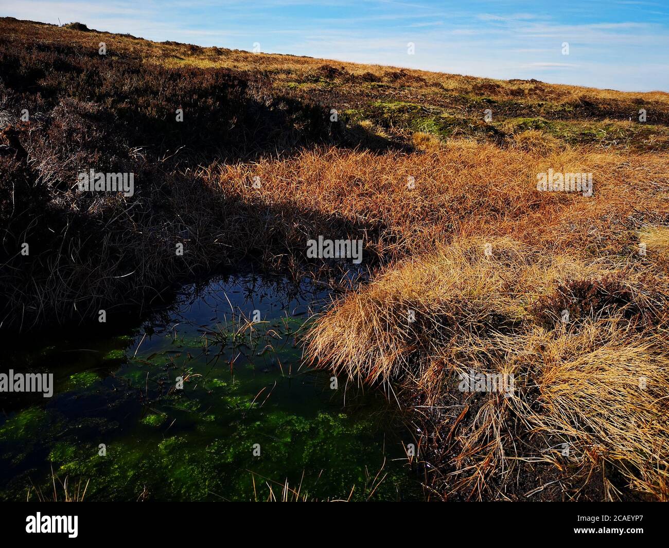 Natural swamp hi-res stock photography and images - Alamy