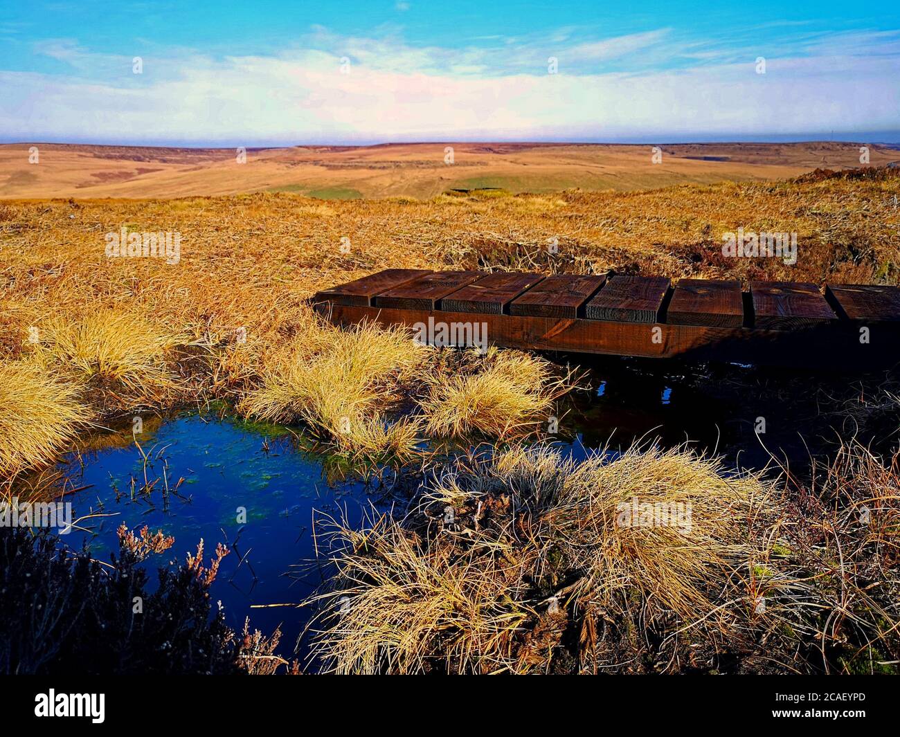 A lone natural swamp pool in a huge English grassy plain in the English ...