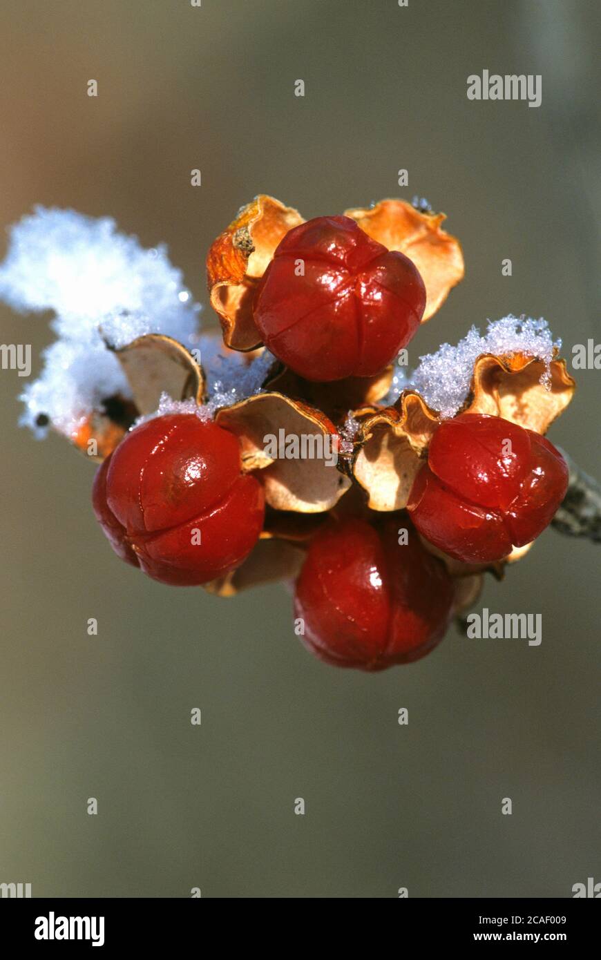 American bittersweet hi-res stock photography and images - Alamy