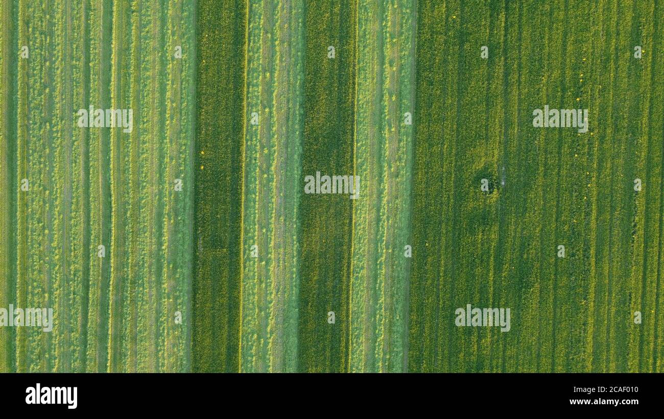 Aerial. Green grass texture background. Top view from drone Stock Photo ...