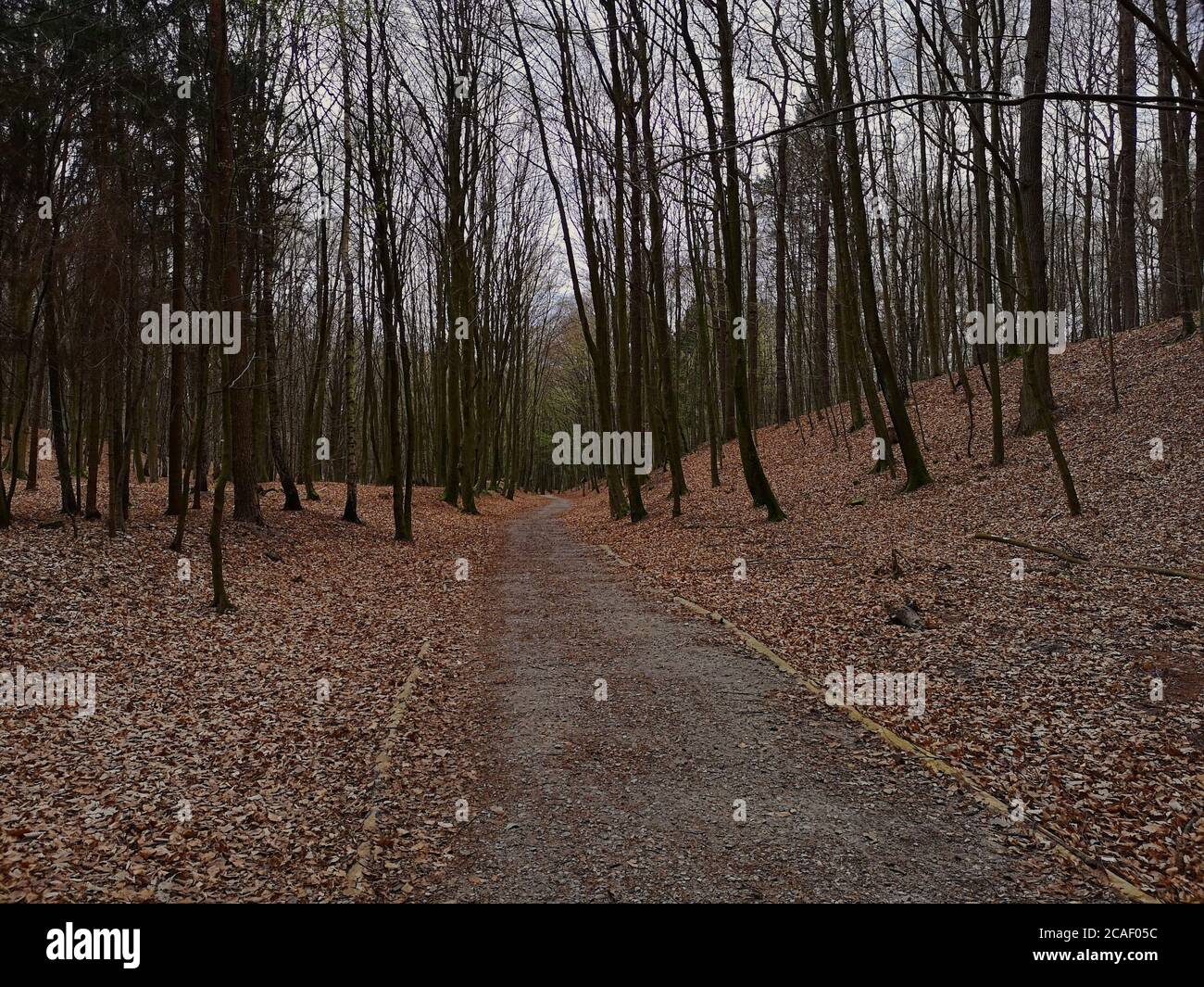 Dirt path going through a dense pine forest in autumn Stock Photo - Alamy