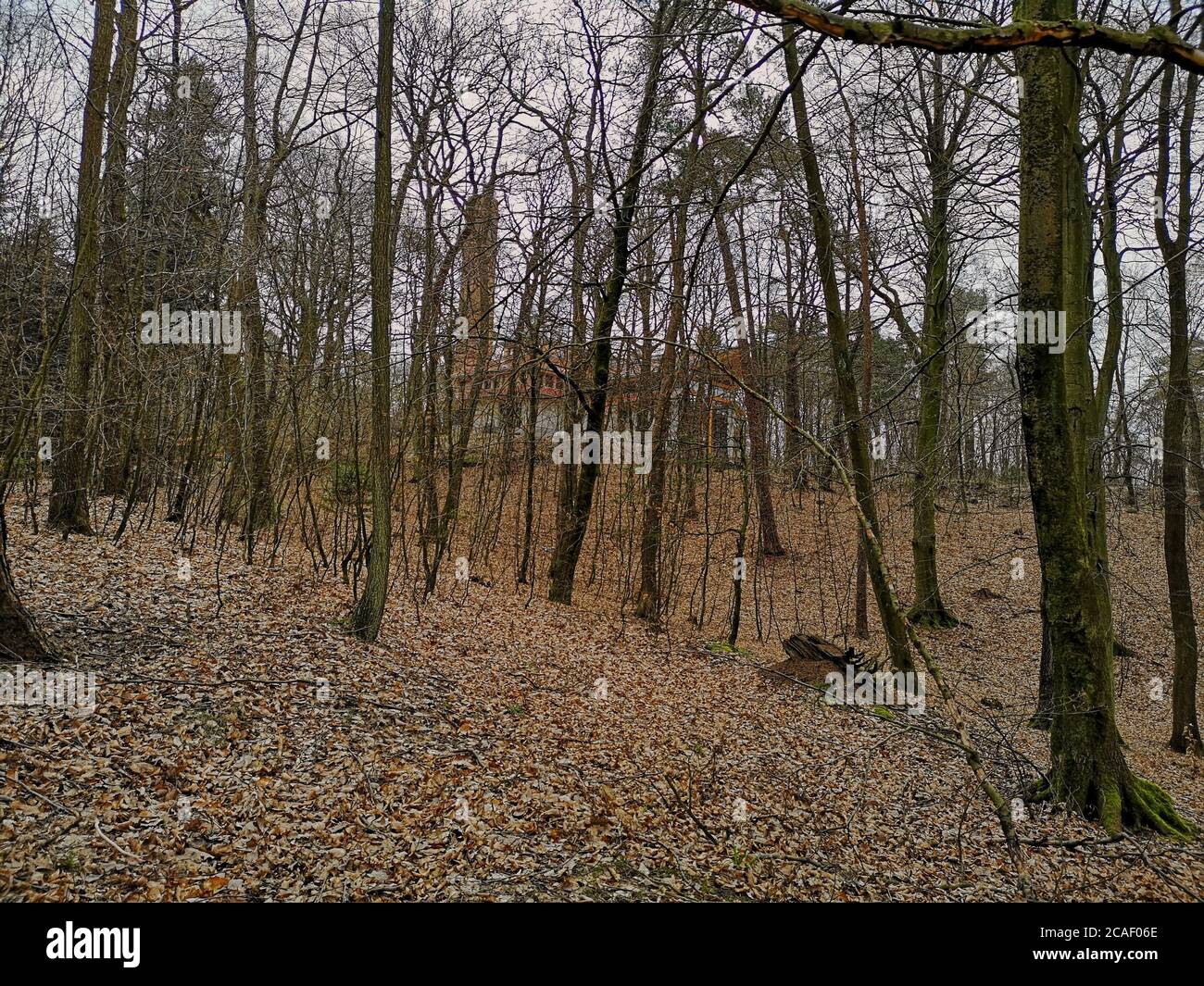 Dark background behind leaves hi-res stock photography and images - Alamy