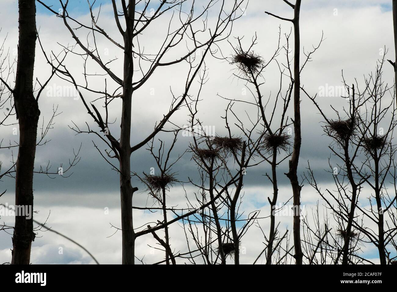 Great blue heron nesting colony silhouette Stock Photo - Alamy