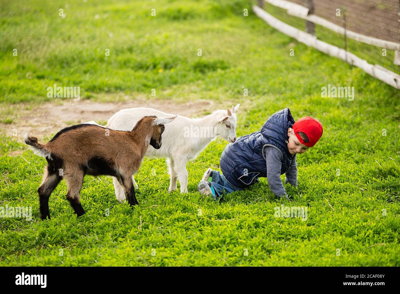 kids play with boy, two animals run to child, rest in village ...
