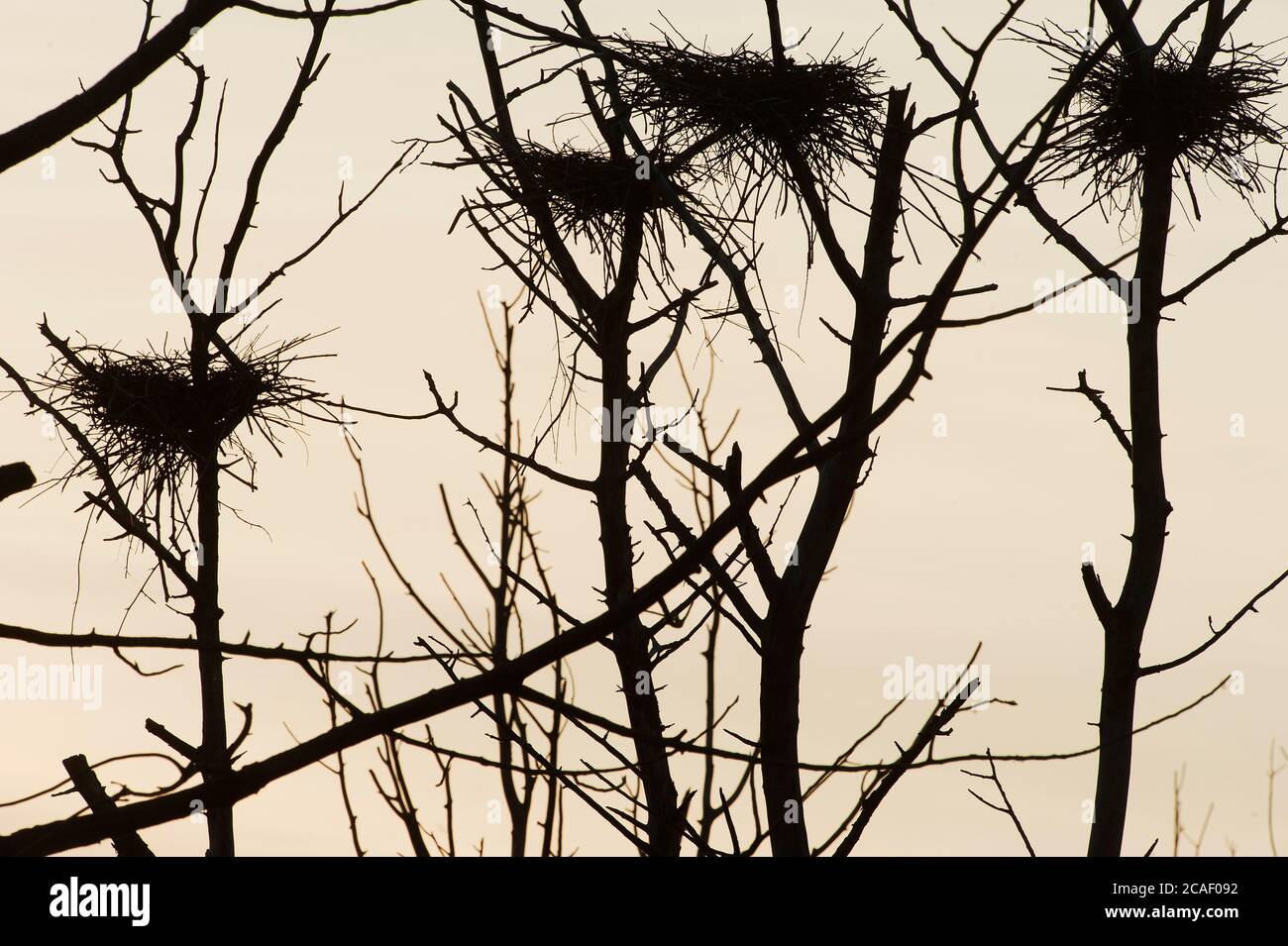 Great blue heron nest hi-res stock photography and images - Alamy