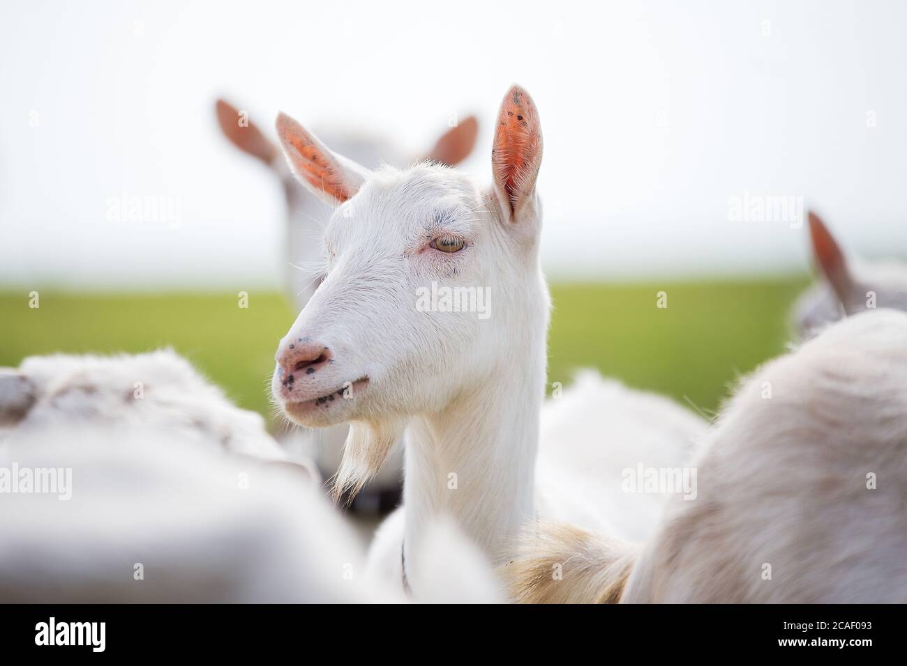 portrait of large white goat,goat stands in herd, white coat and nose ...