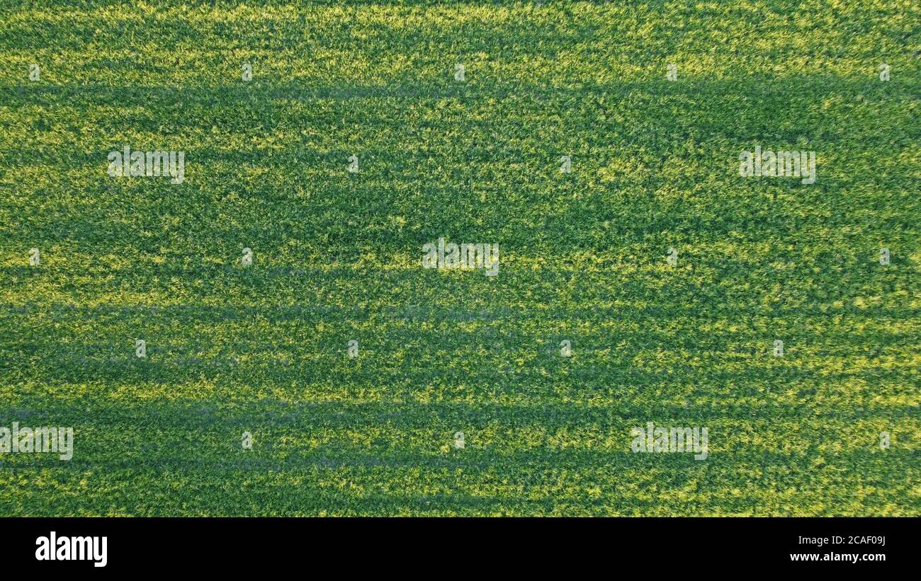 Aerial. Green grass texture background. Top view from drone Stock Photo ...