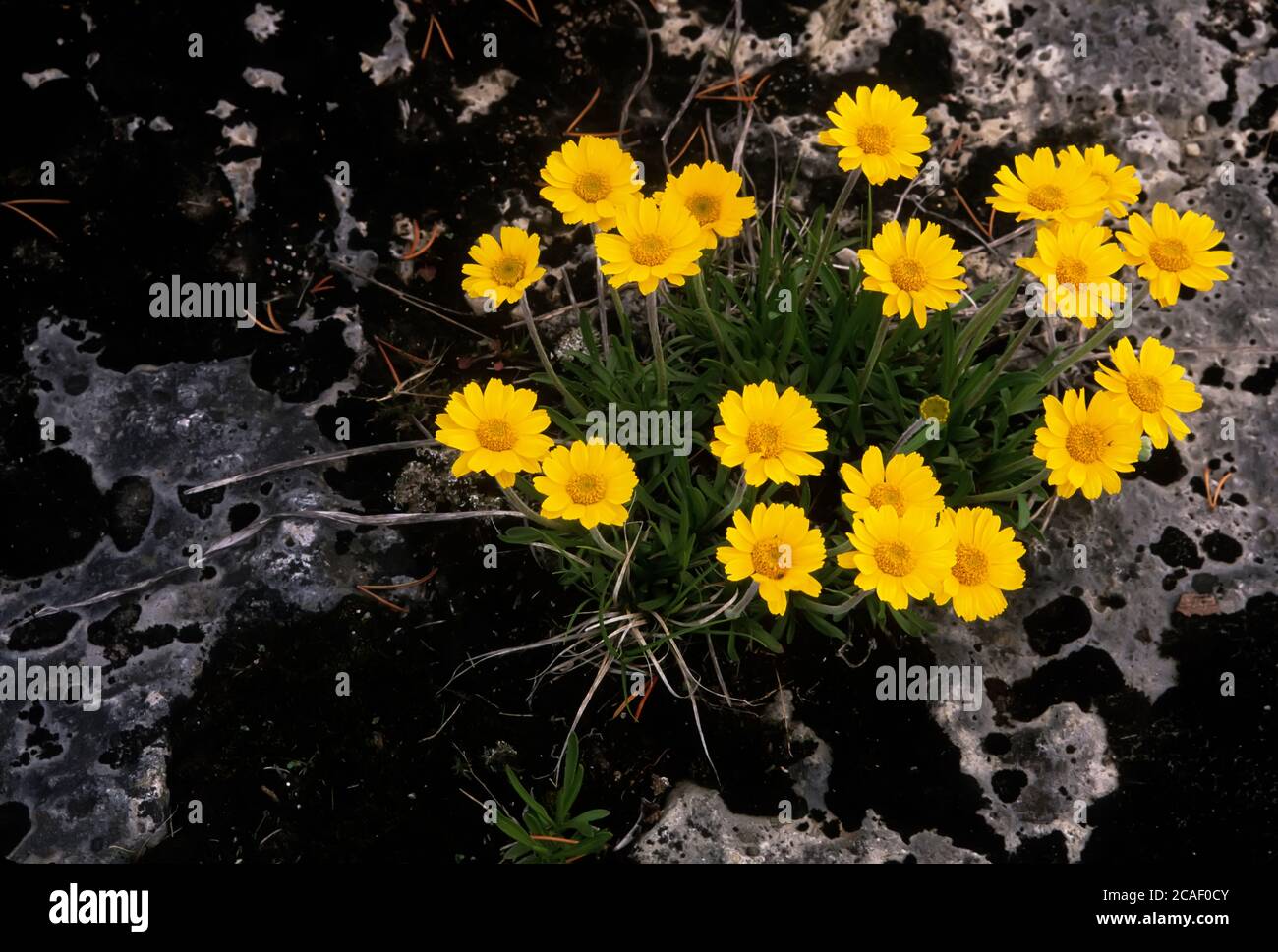 Lakeside Daisy or Manitoulin Gold (Hymenoxys acaulis) growing in Alvar ...
