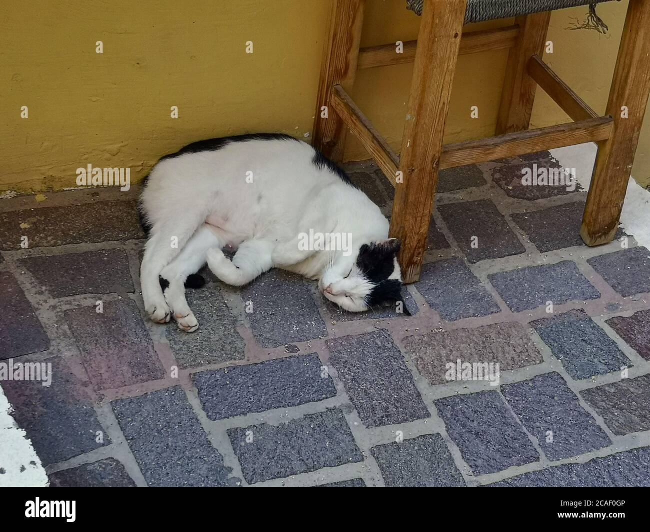 Cretan Cat High Resolution Stock Photography and Images - Alamy