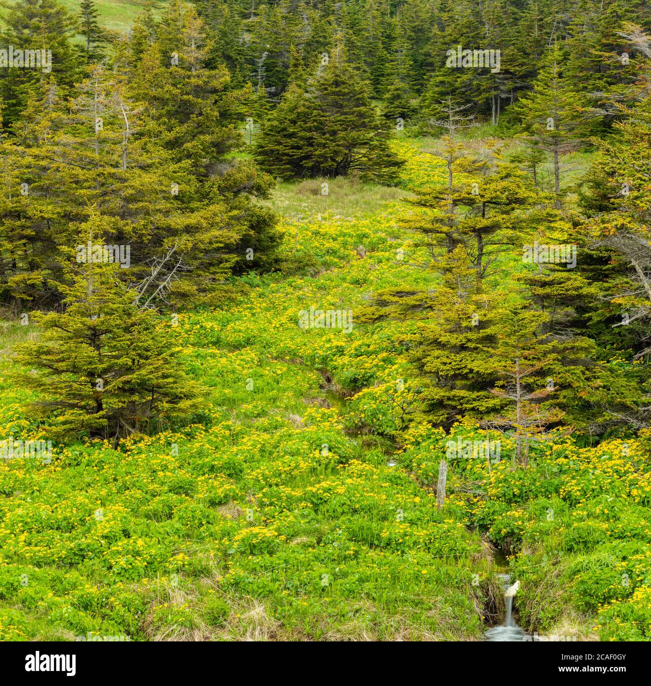 Stream and wildflowers hi-res stock photography and images - Alamy