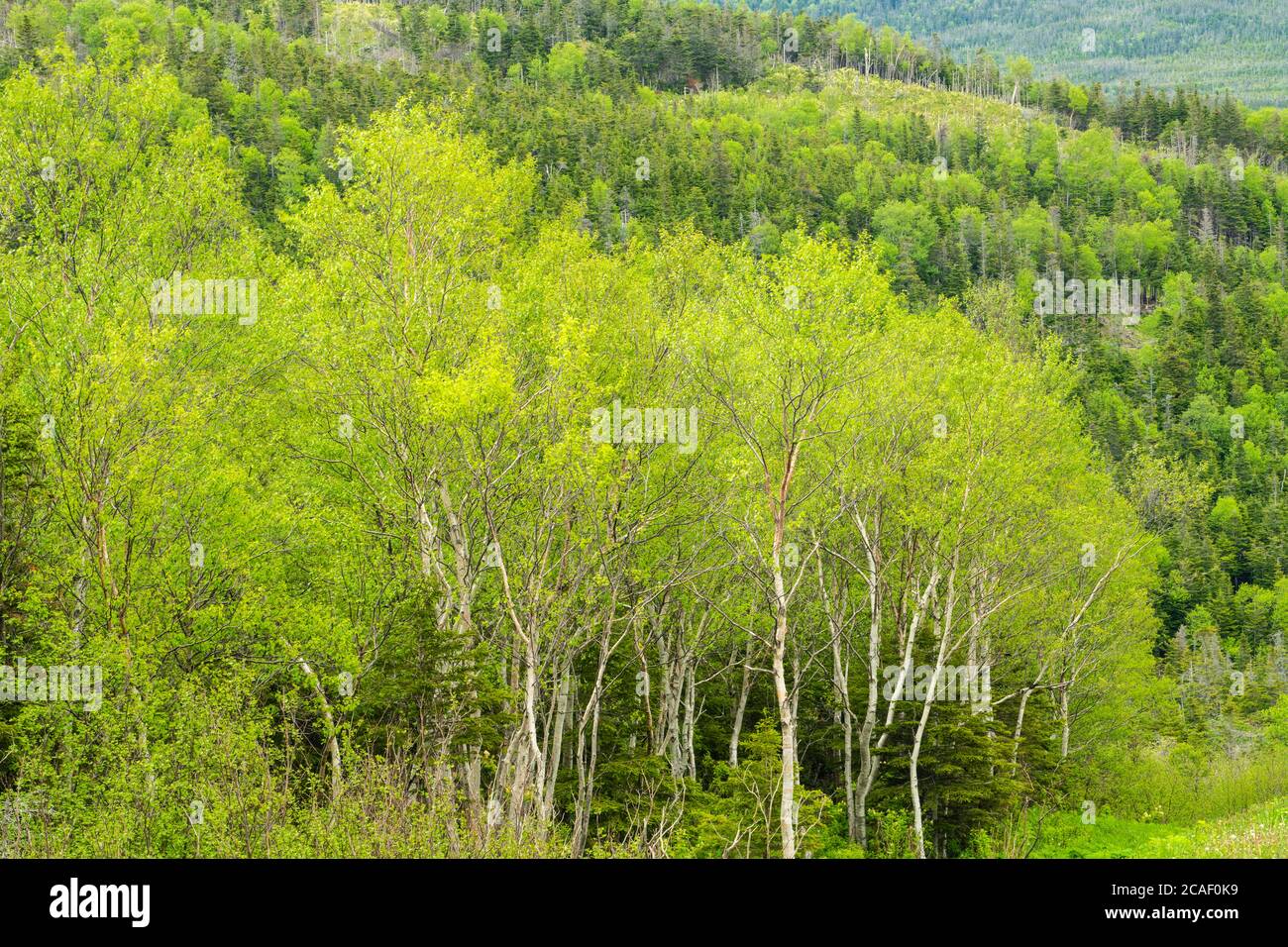Spring forest, Gros Morne National Park, Newfoundland and Labrador NL ...