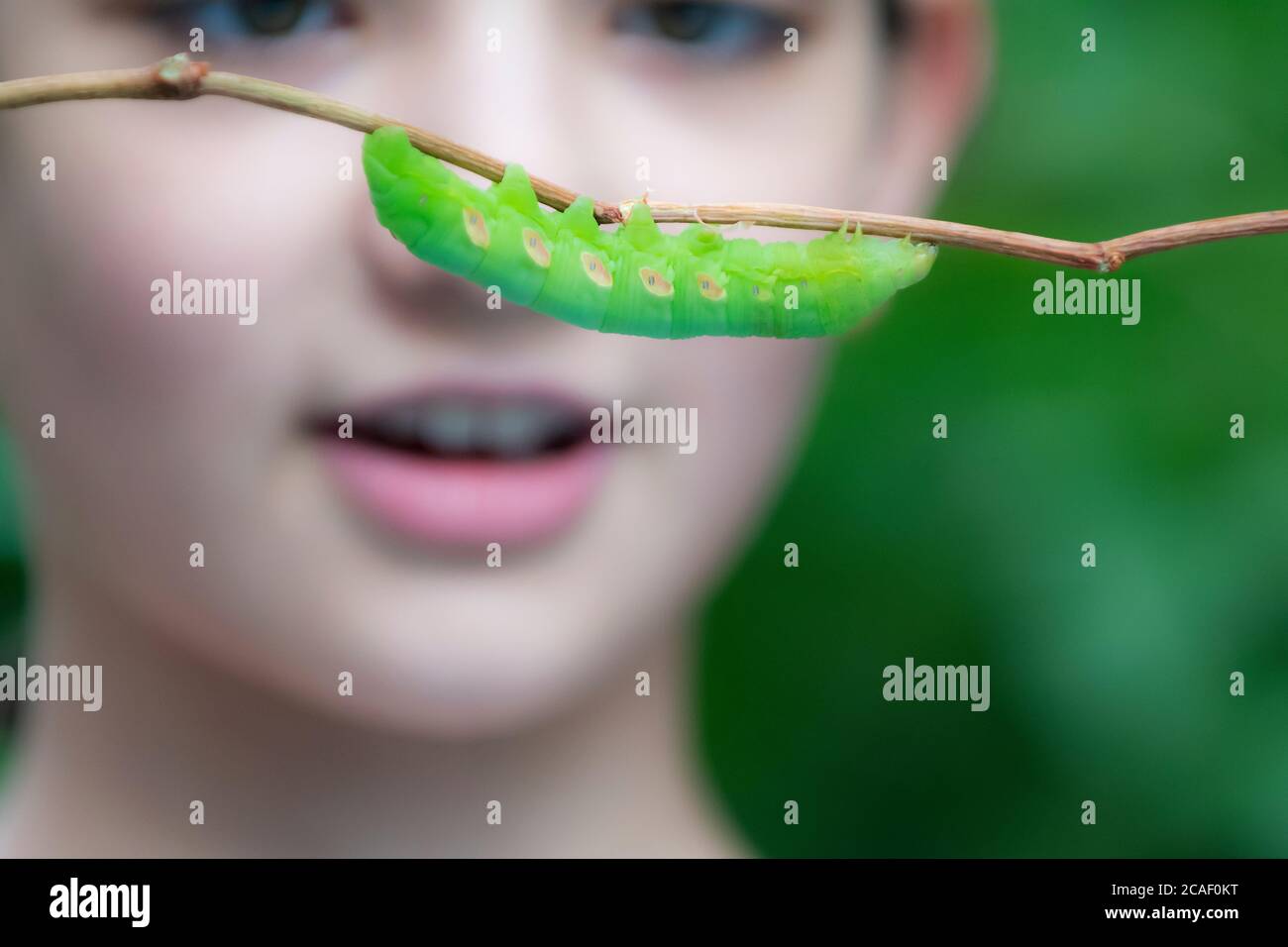 Pandora Sphinx Moth Caterpillar High Resolution Stock Photography and ...