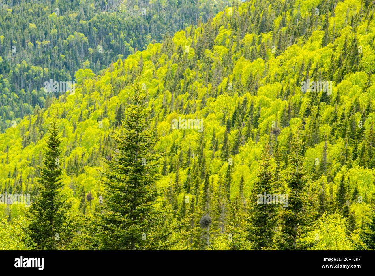 Spring forest, Gros Morne National Park, Newfoundland and Labrador NL ...