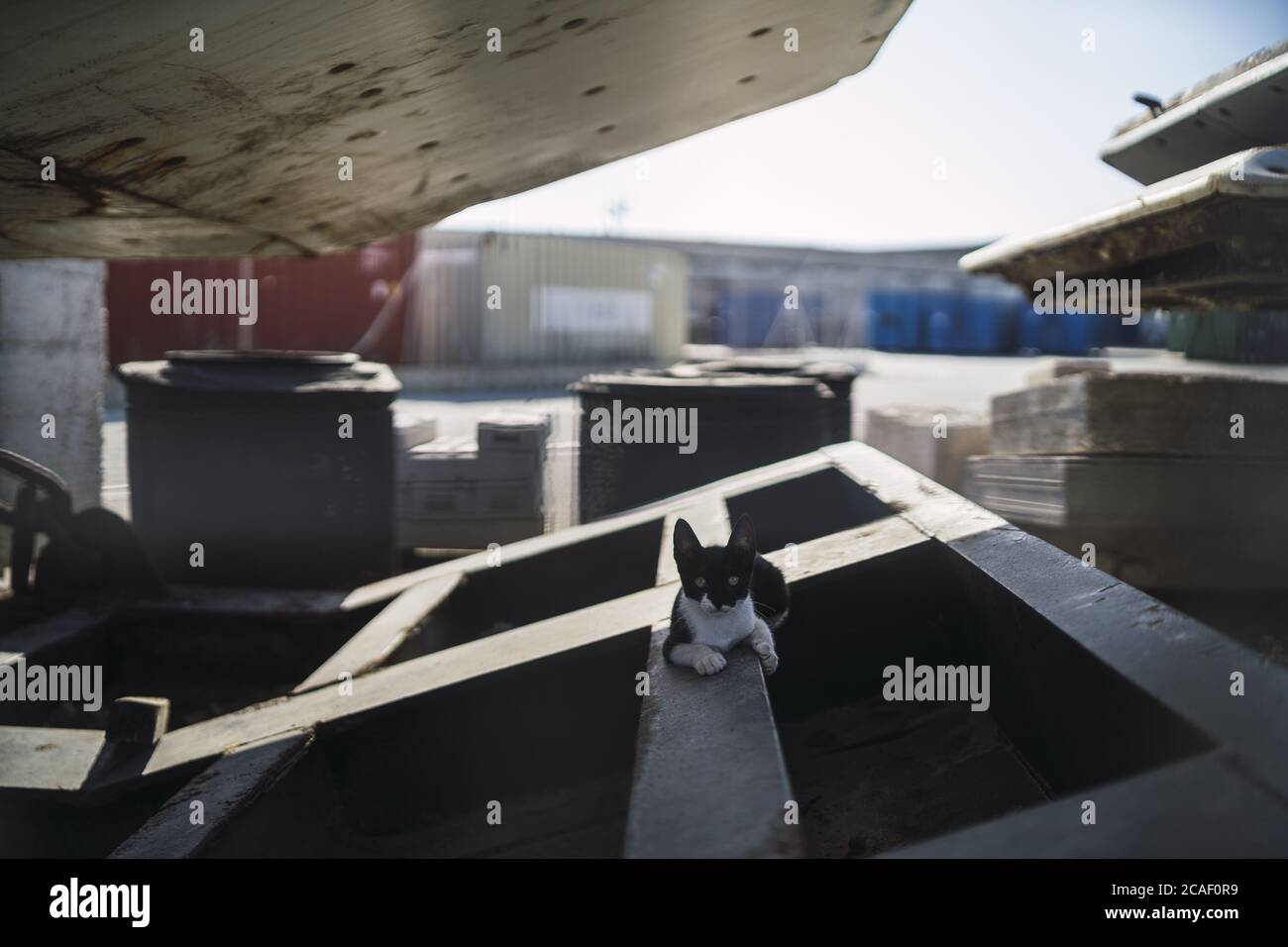 View of a cat in a warehouse Stock Photo - Alamy