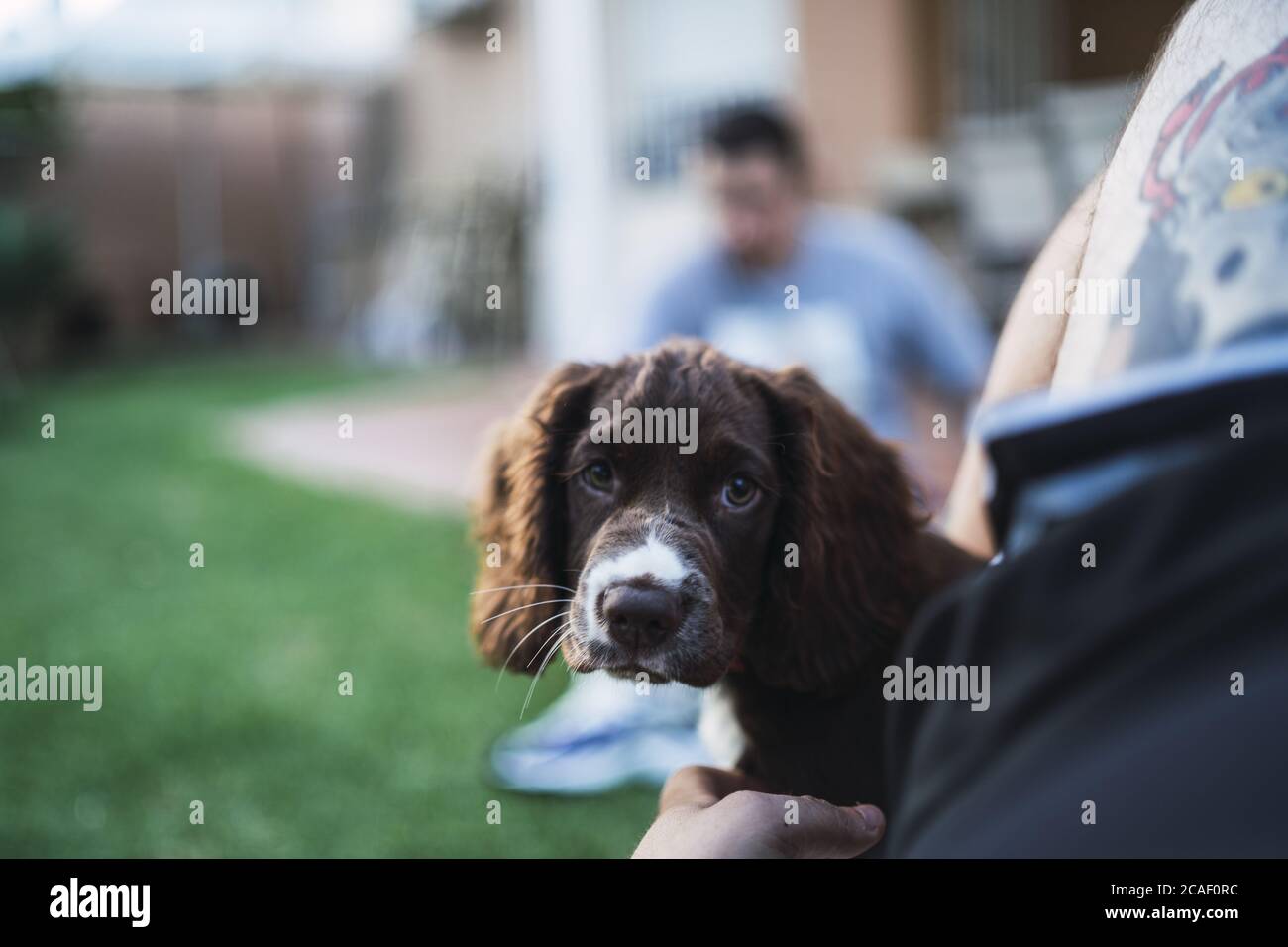 Selective focus shot of a person holding springer spaniel puppy Stock ...