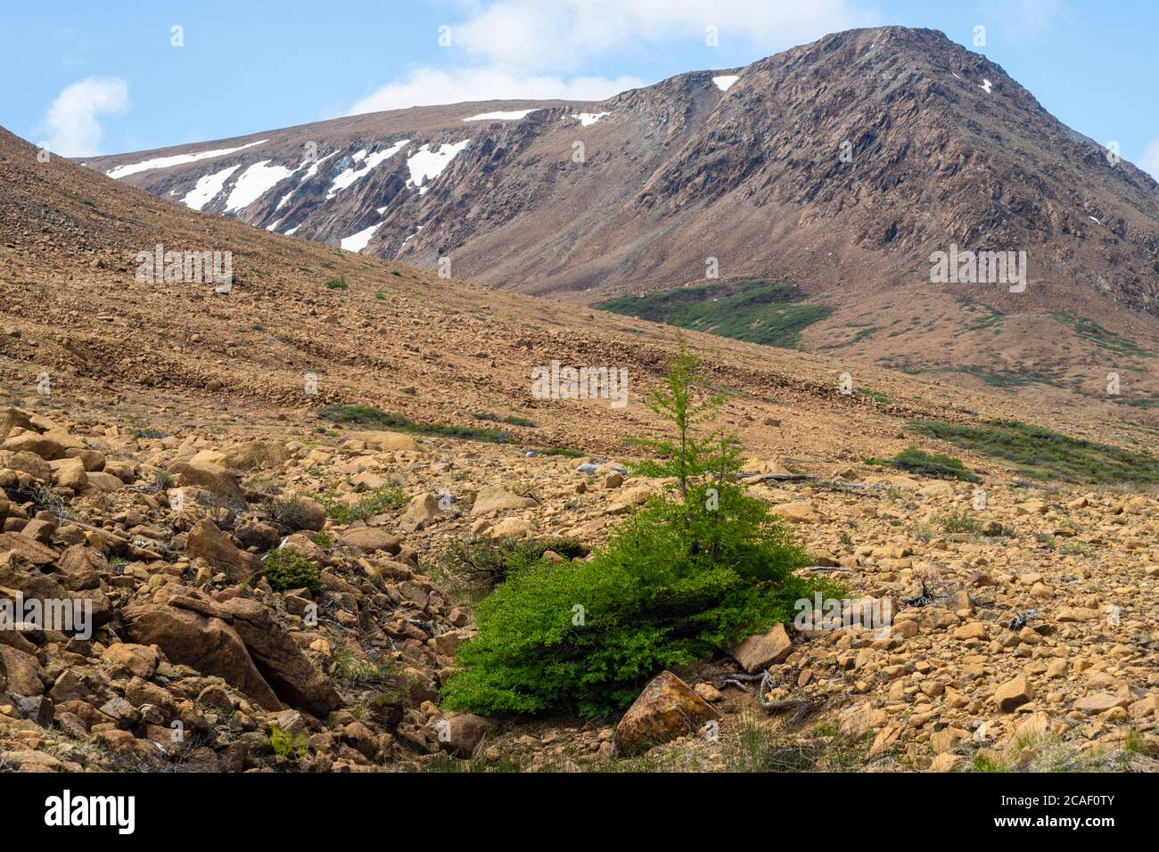 Larch tree in Tablelands, Gros Morne National Park, Newfoundland and ...
