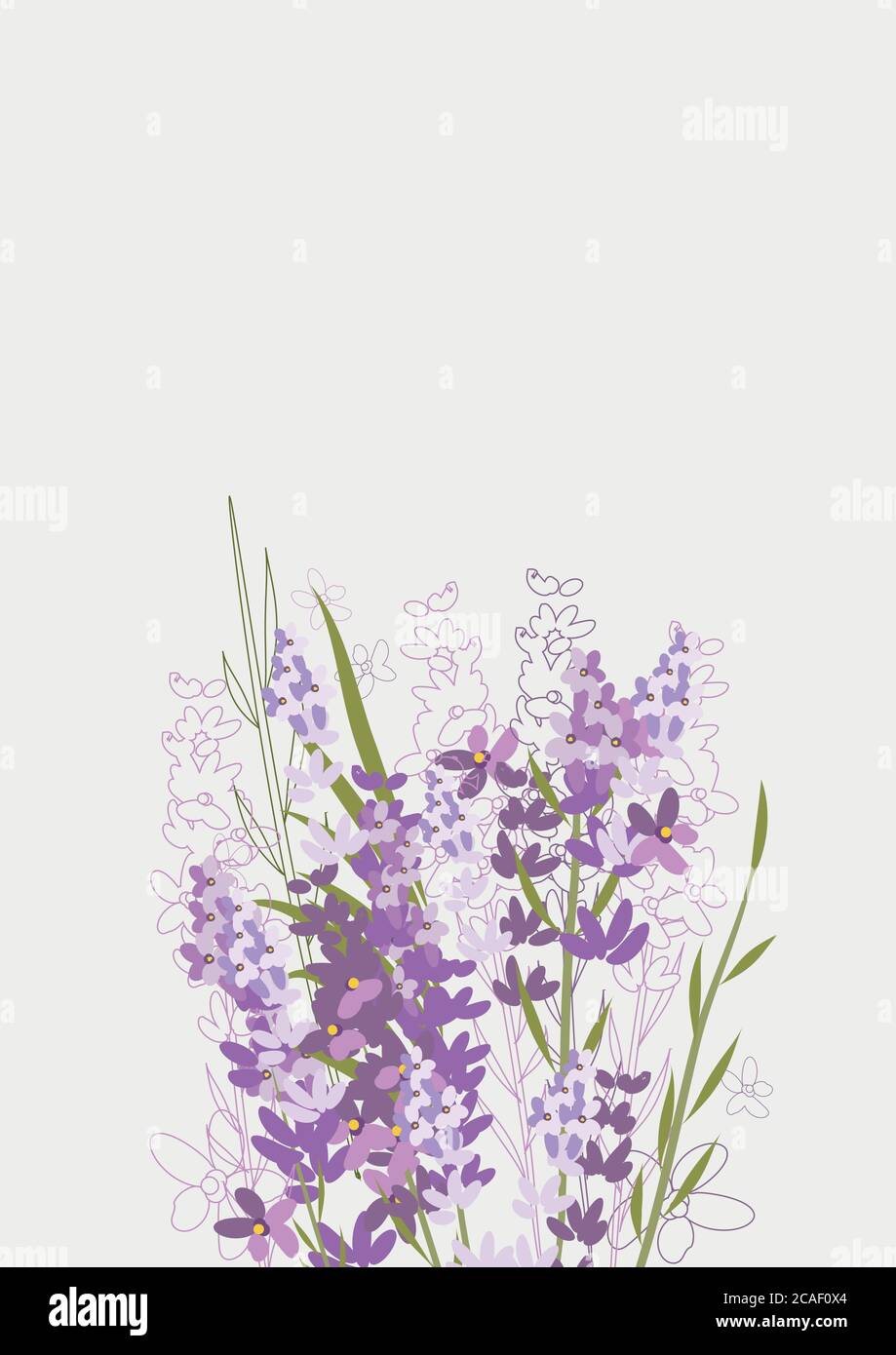 Lavender without flowers hi-res stock photography and images - Alamy