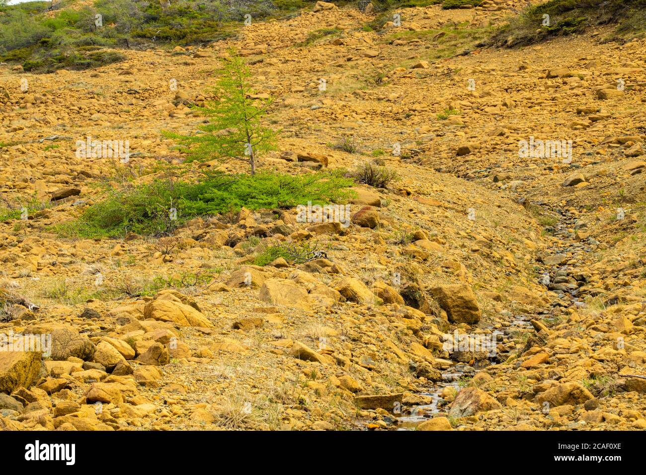 Larch tree in Tablelands, Gros Morne National Park, Newfoundland and ...