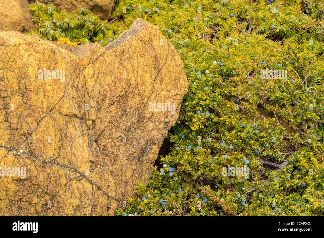 Newfoundland landscape hi-res stock photography and images - Alamy