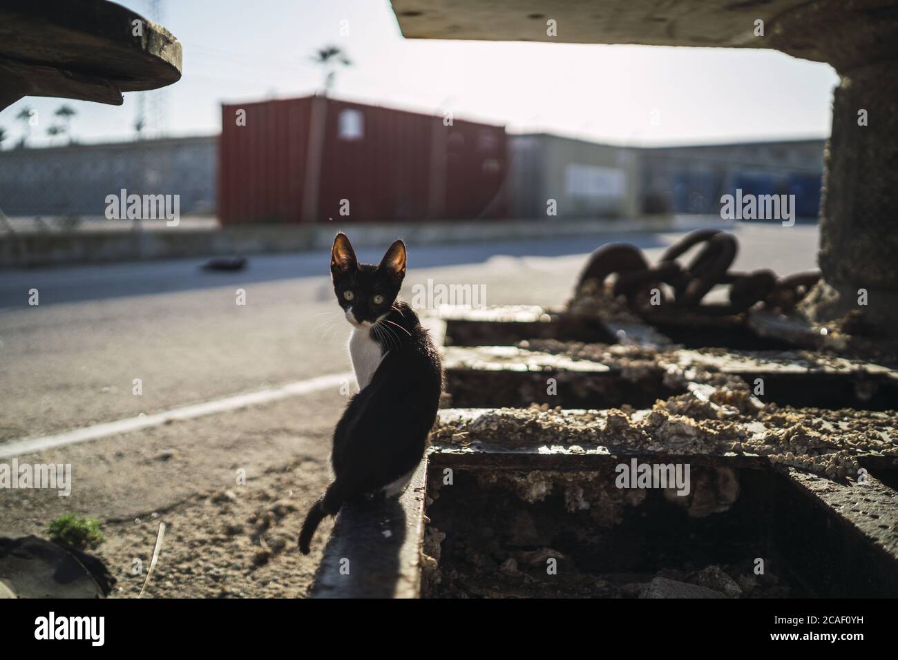 Black and white cat in the construction site Stock Photo - Alamy