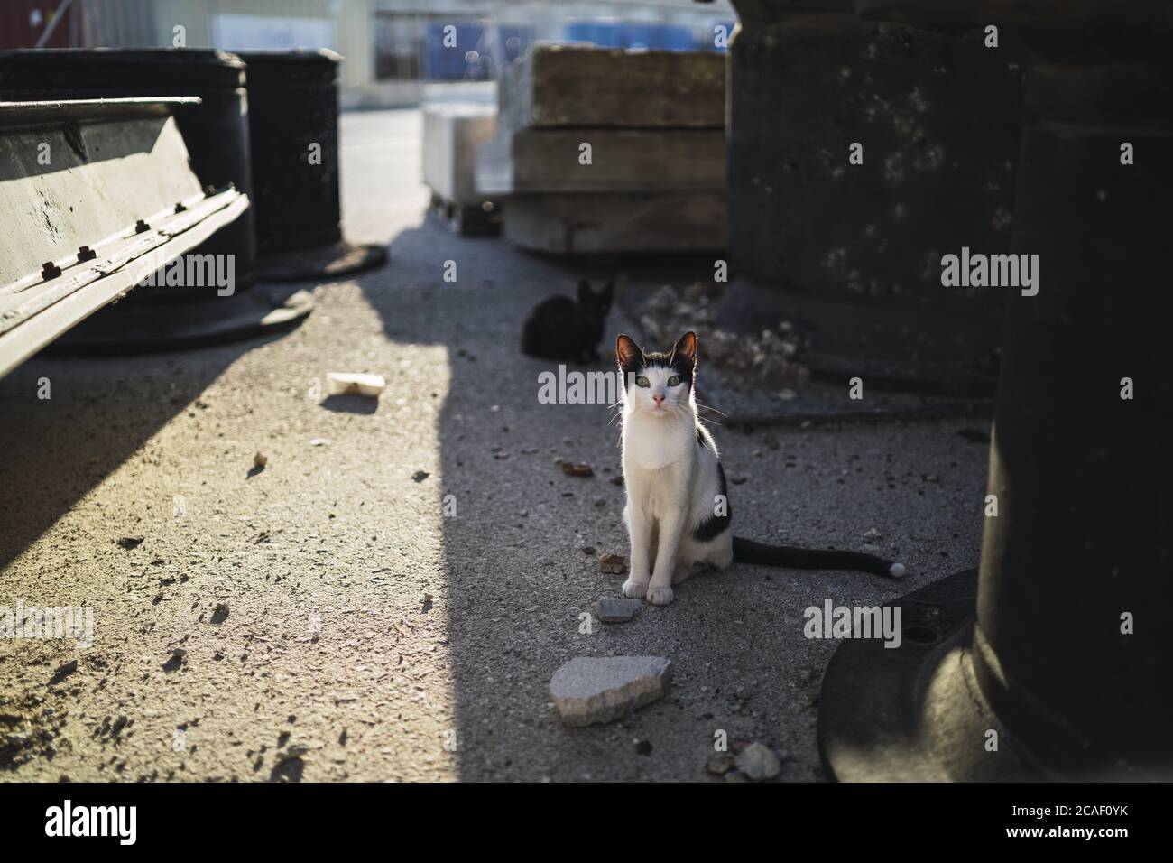 Black and white cat in the construction site Stock Photo - Alamy