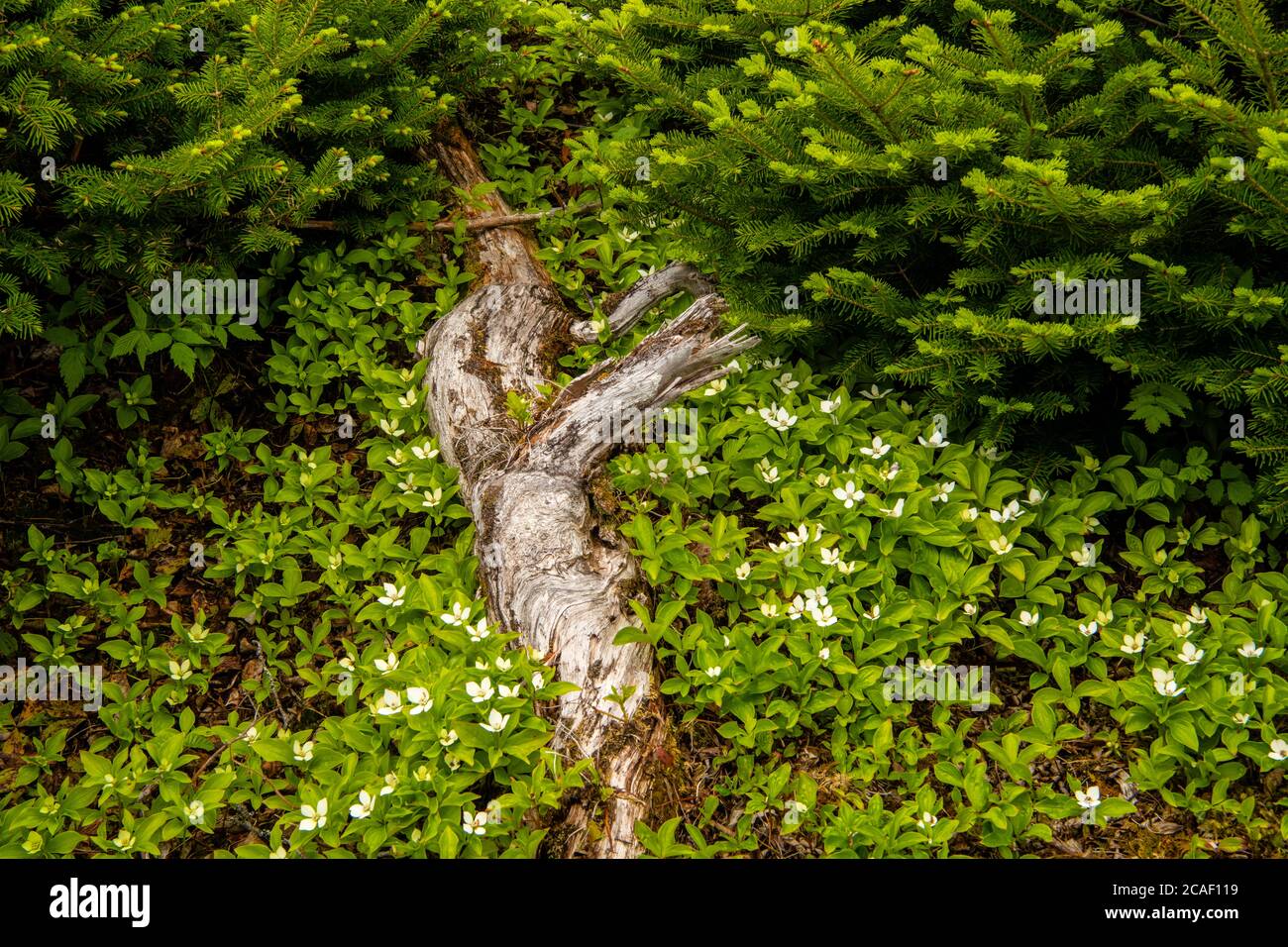 Canadian spring landscape hi-res stock photography and images - Alamy
