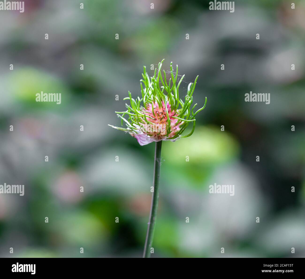 Flowering Chives plant Stock Photo - Alamy